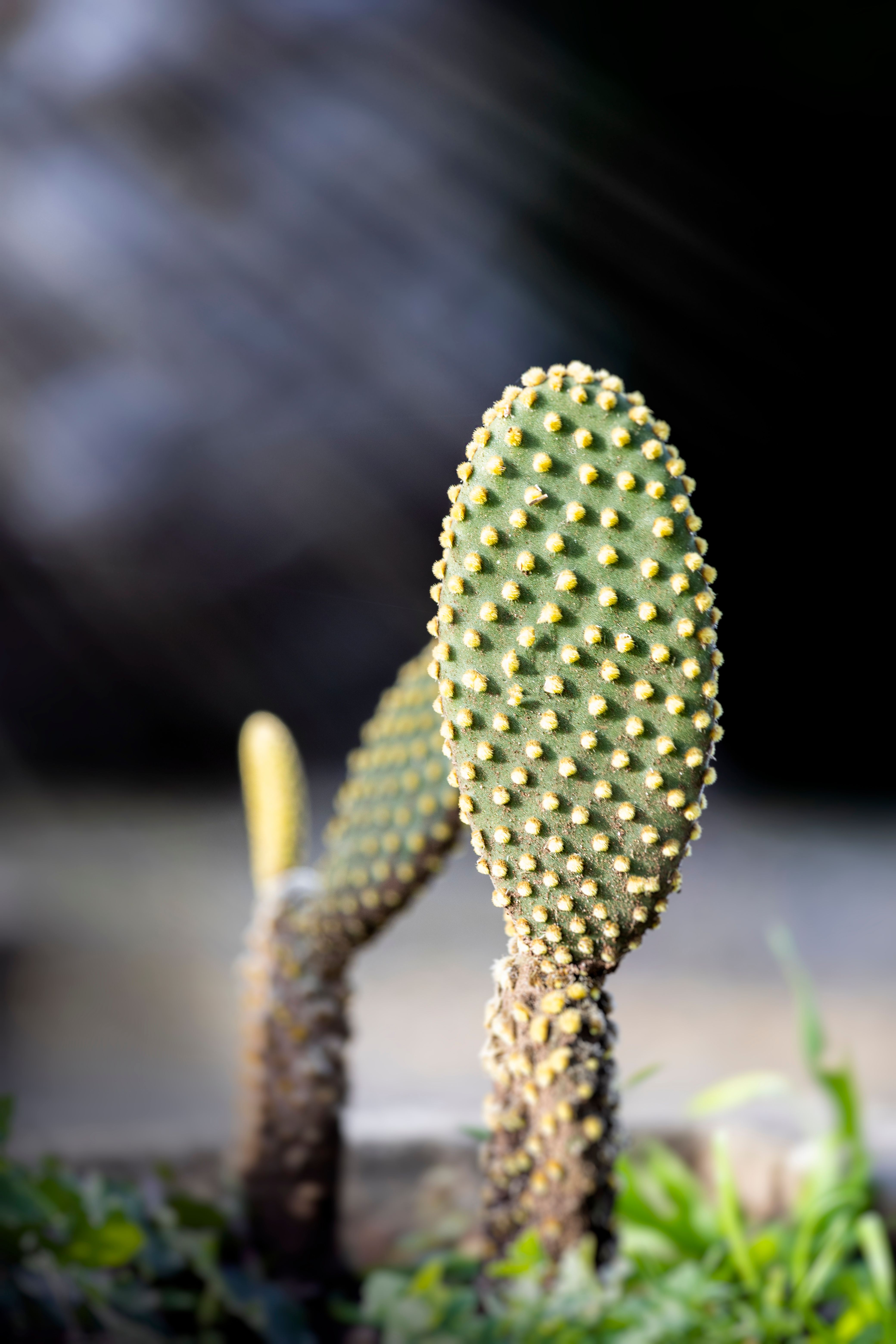 Bunny Ear Cactus in Close-Up Photography · Free Stock Photo