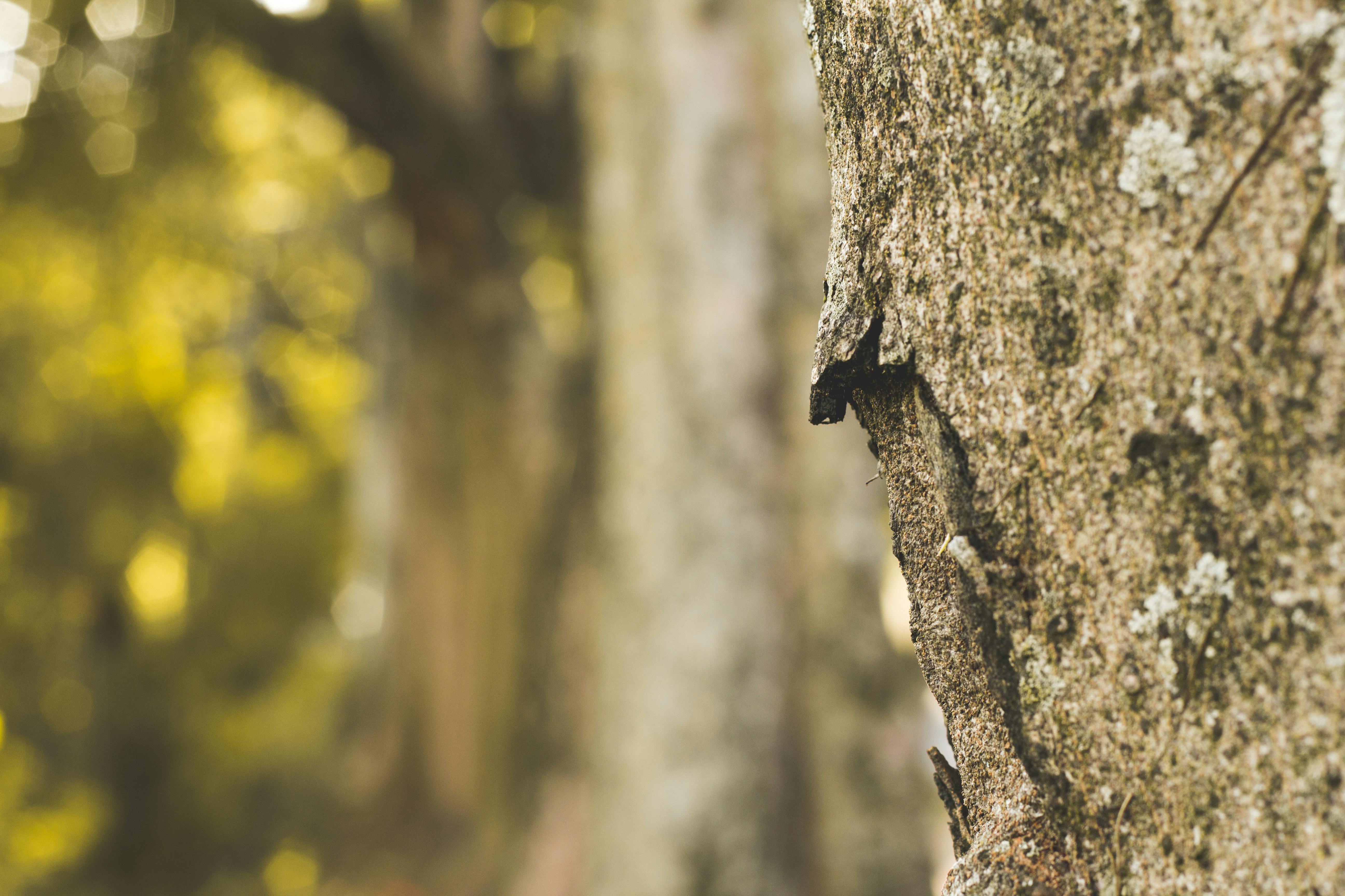 Close Up Photography of Tree Trunk · Free Stock Photo
