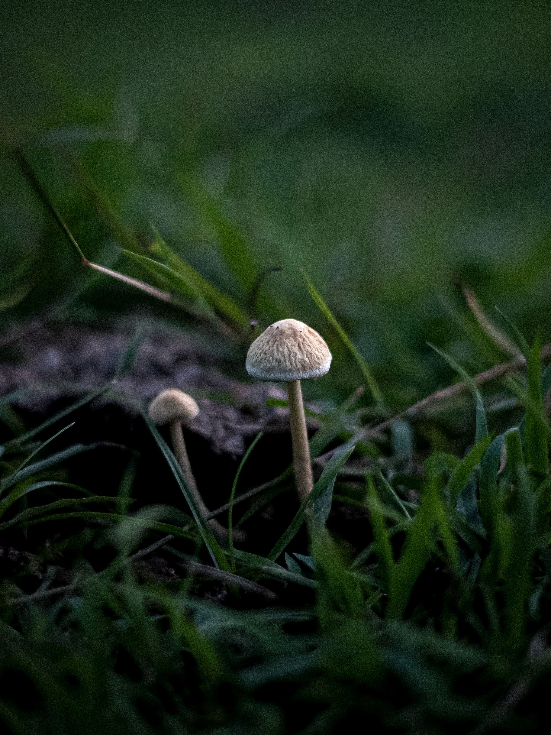 Sesión De Fotos De Hongos · Foto de stock gratuita