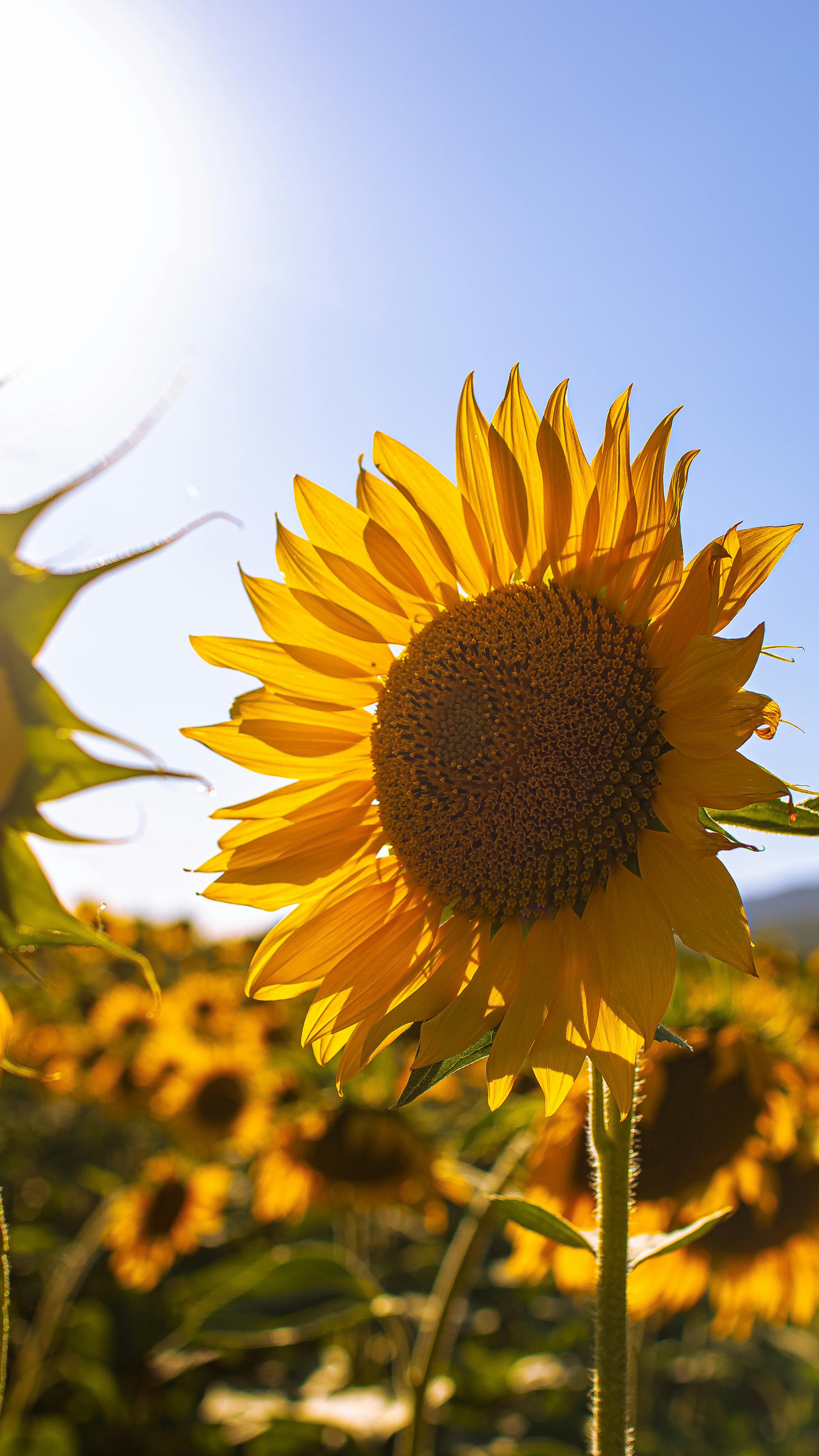 Yellow Sunflower Field · Free Stock Photo