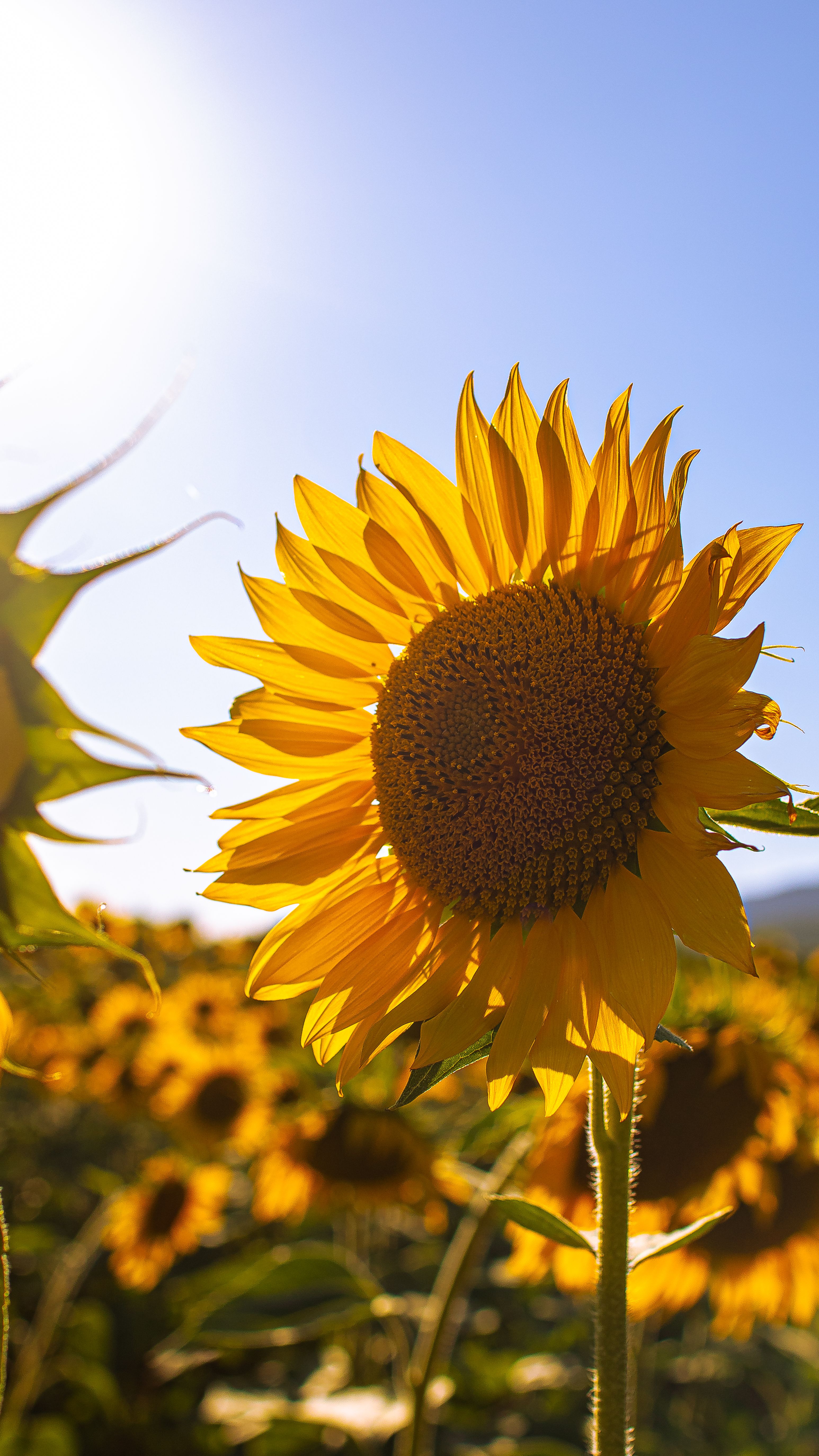 Sunflower Landscape Photos, Download The BEST Free Sunflower Landscape ...