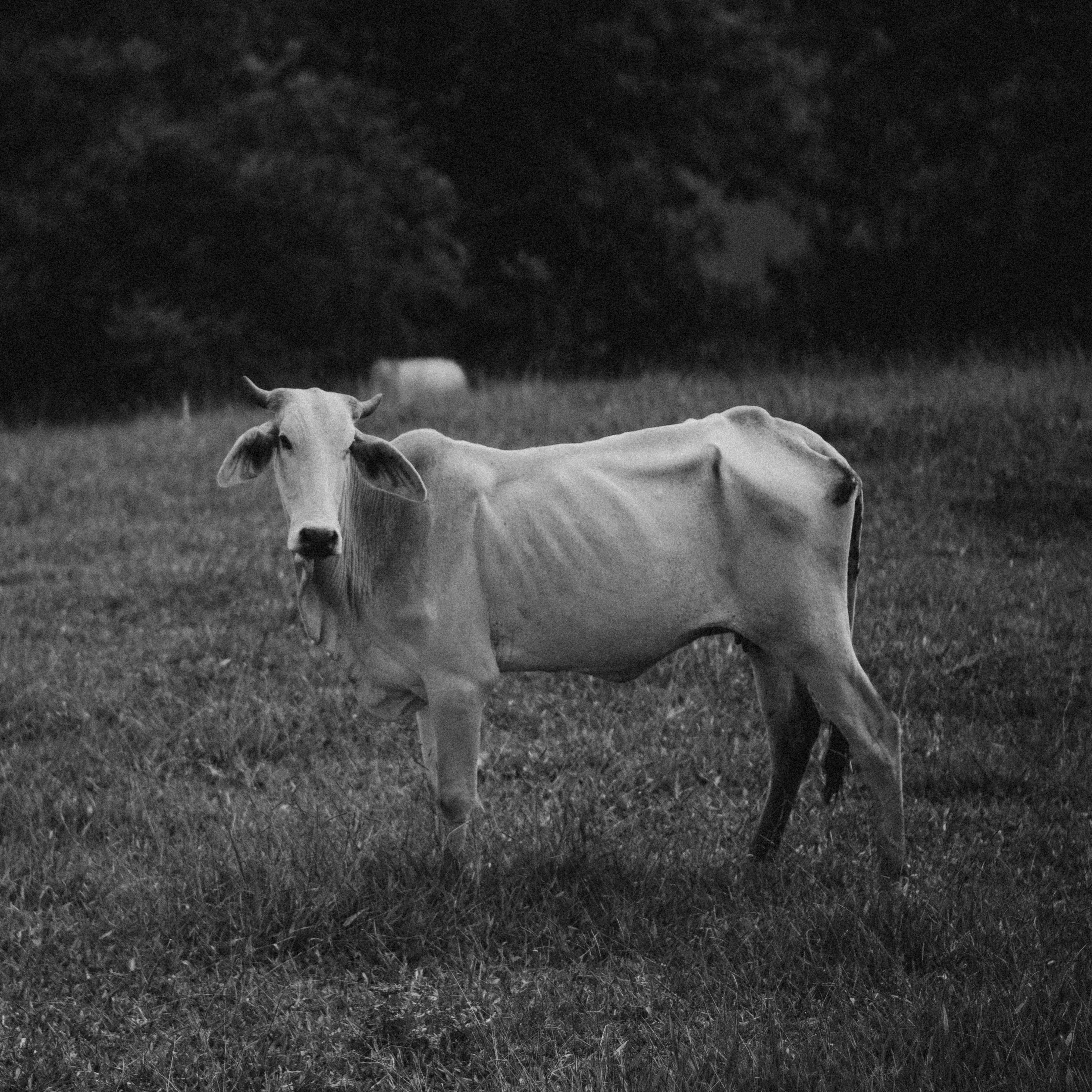 Bull in Pasture · Free Stock Photo