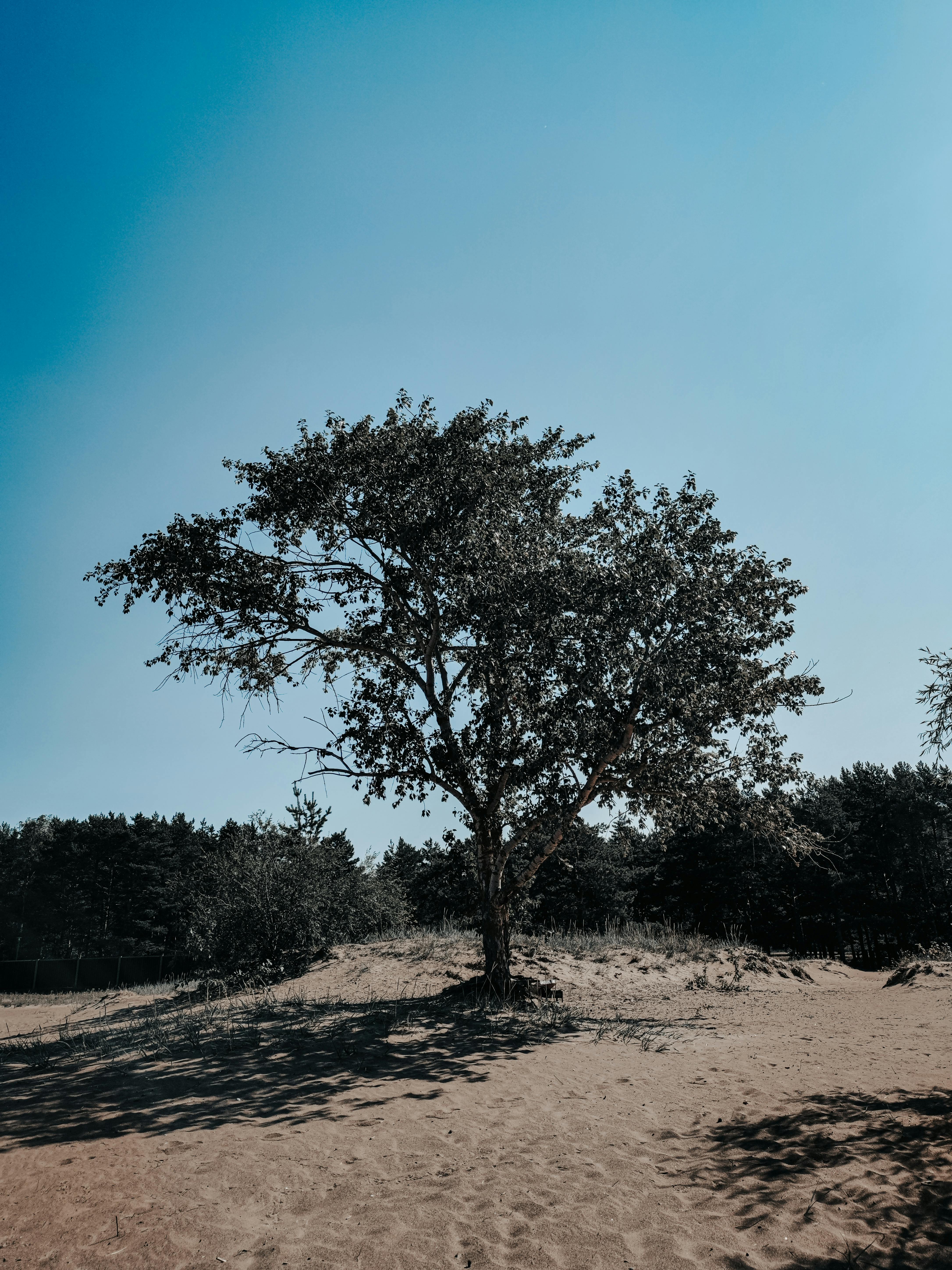 Tree Growing in Sand on Beach · Free Stock Photo