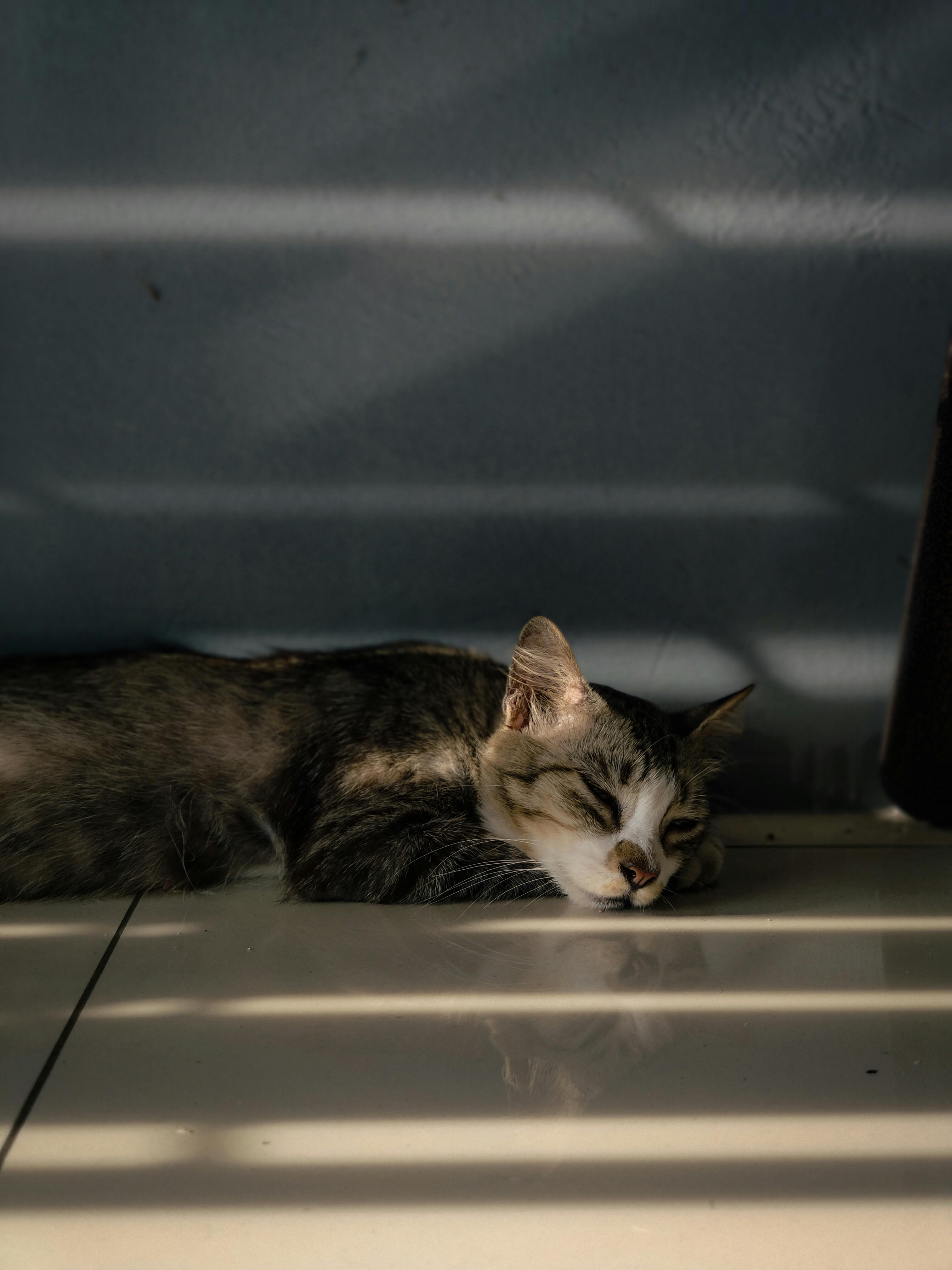 Cat Sleeping on Bed · Free Stock Photo