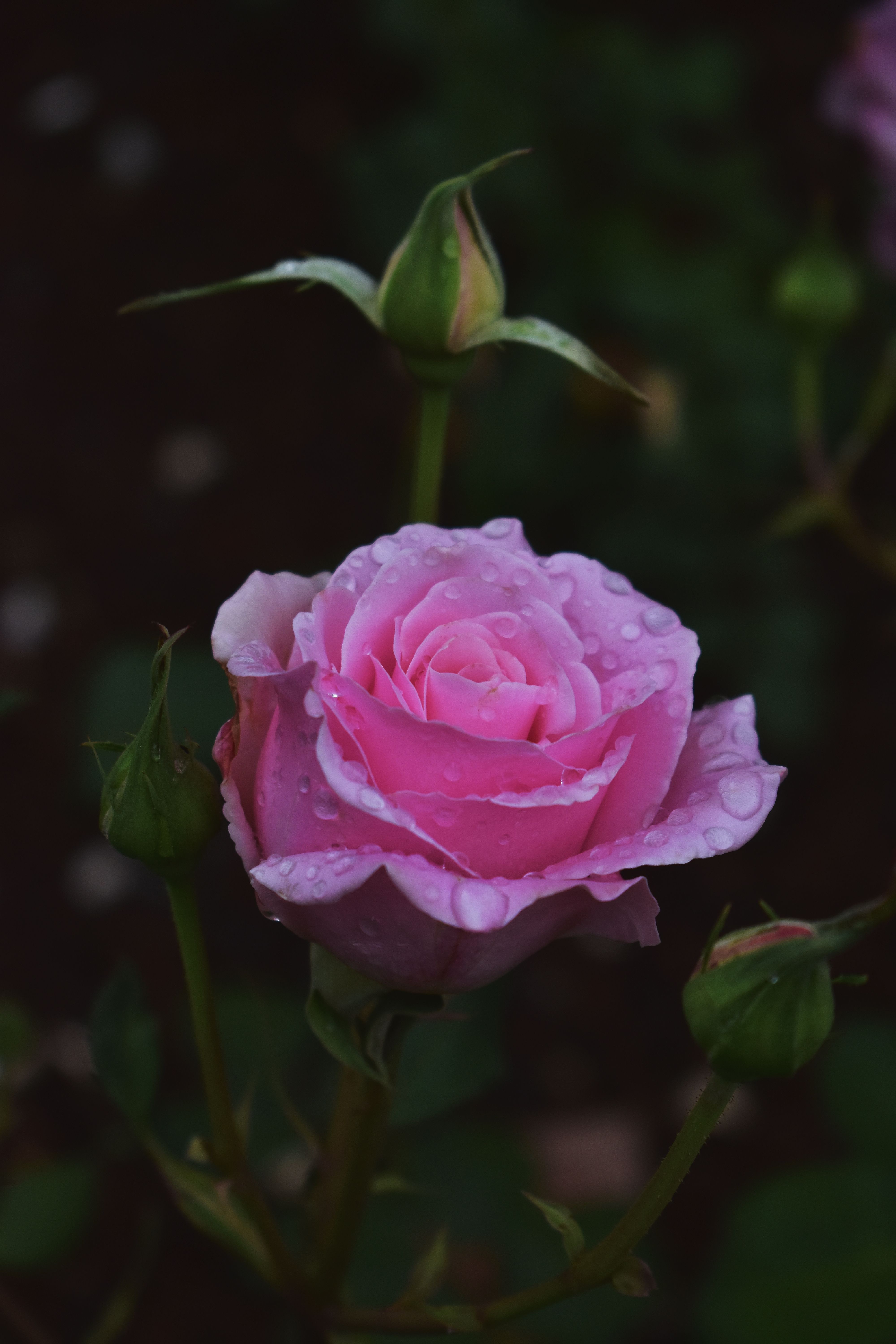 Close up of Pink Roses · Free Stock Photo