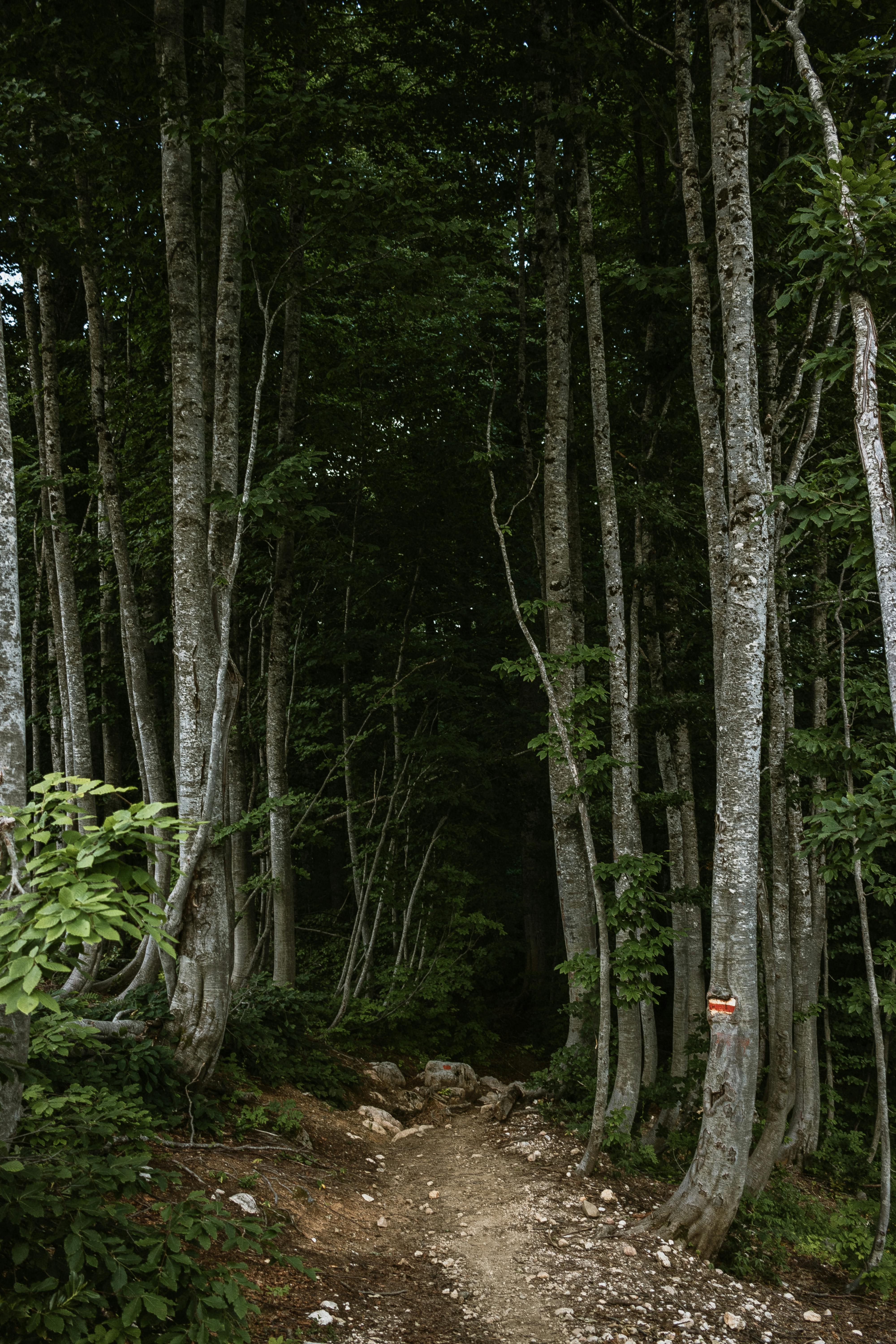 Unpaved Pathway in the Forest · Free Stock Photo
