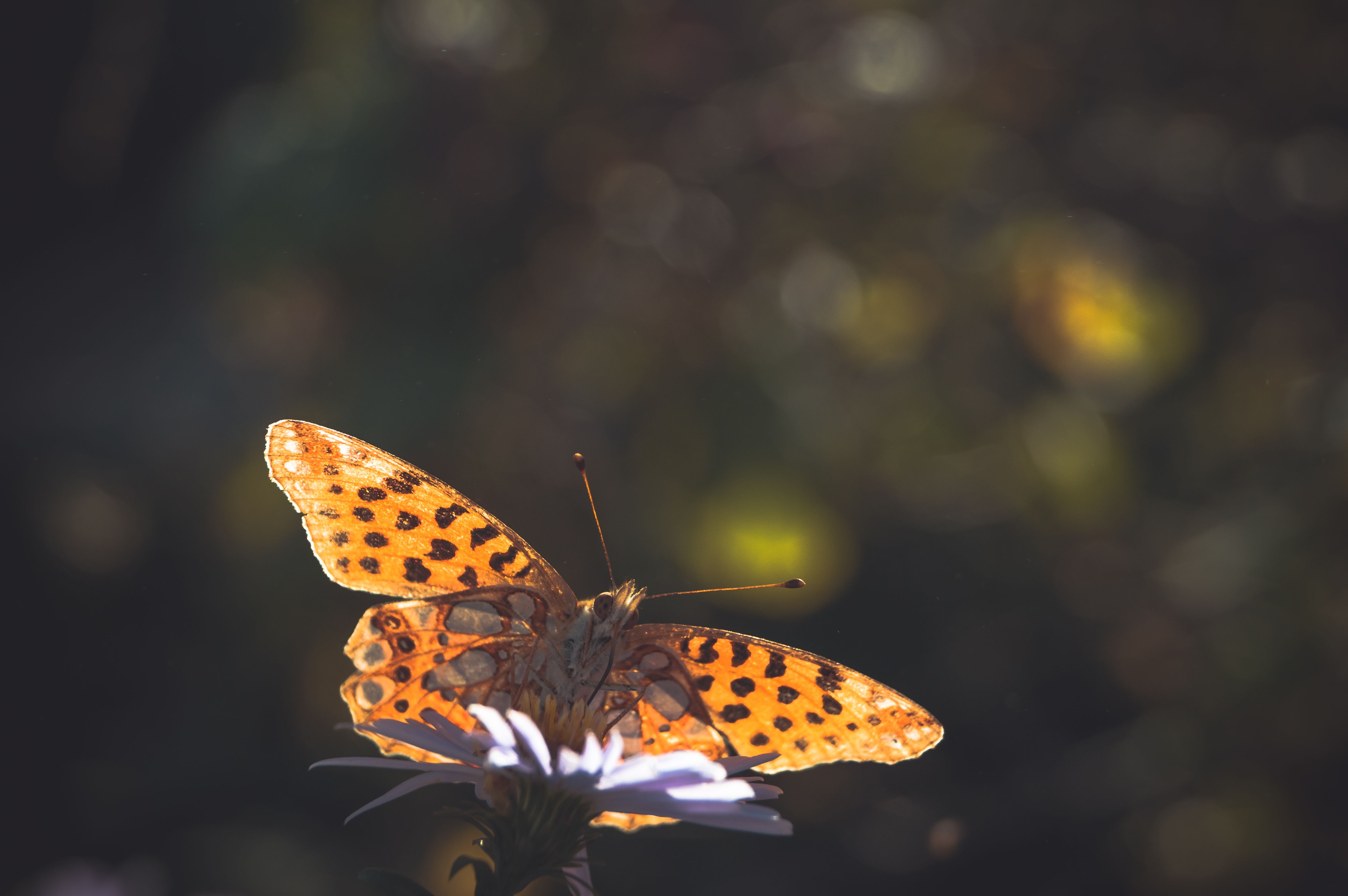 Pollen Spread Photos, Download The BEST Free Pollen Spread Stock Photos ...