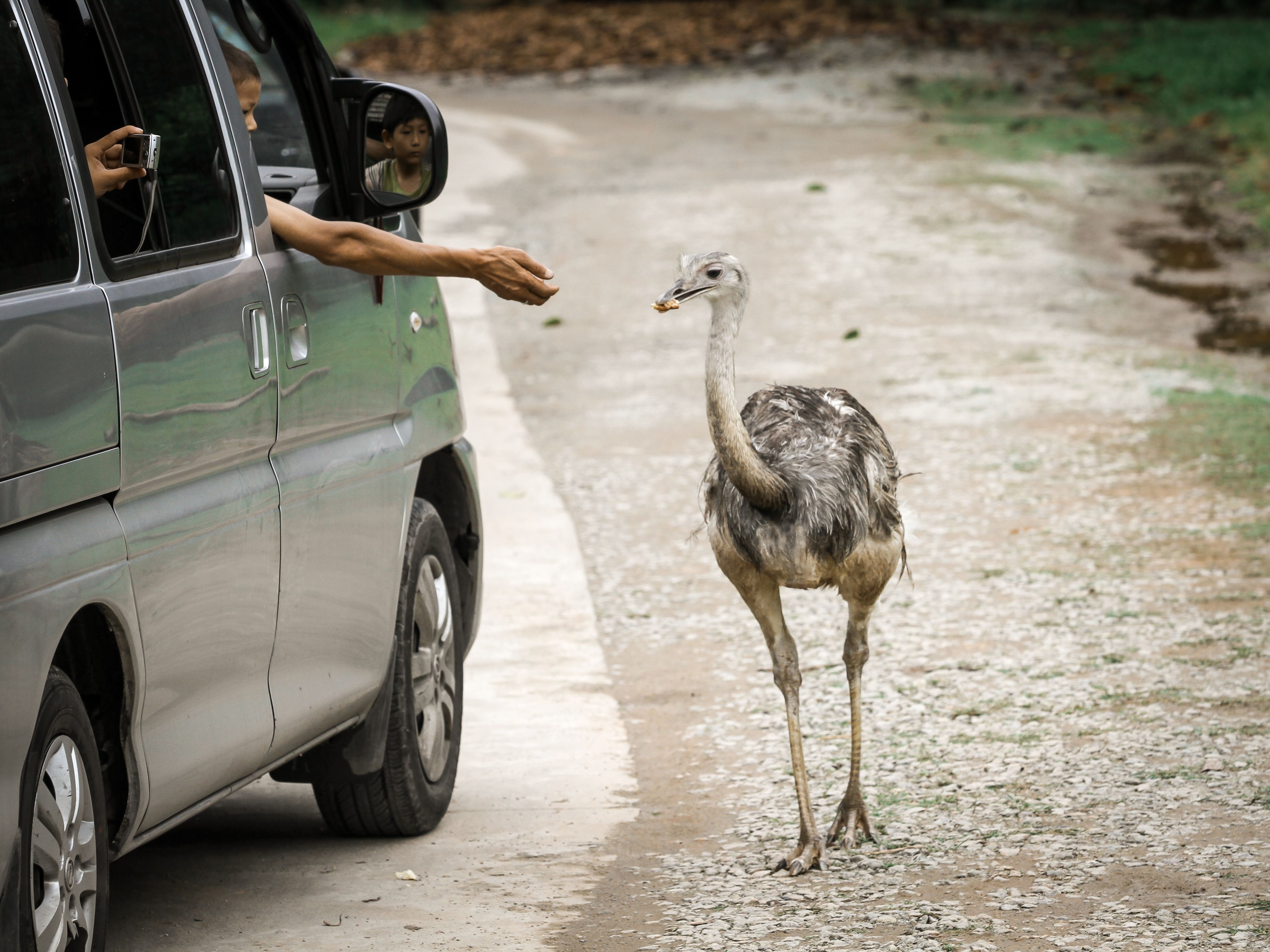 Hand Feeding a Common Ostrich · Free Stock Photo