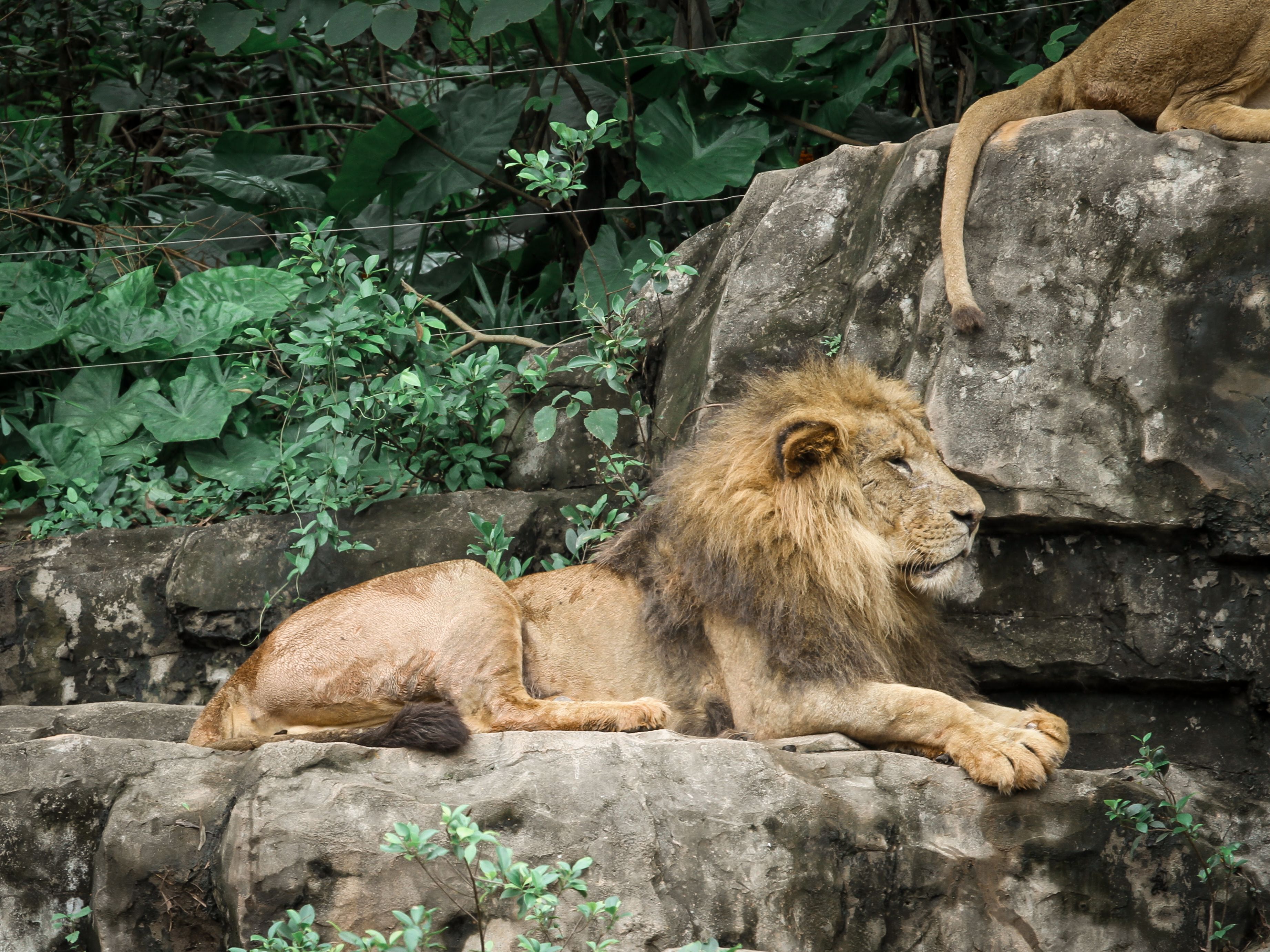 Lions Sitting Beside the Chain Link Fence · Free Stock Photo