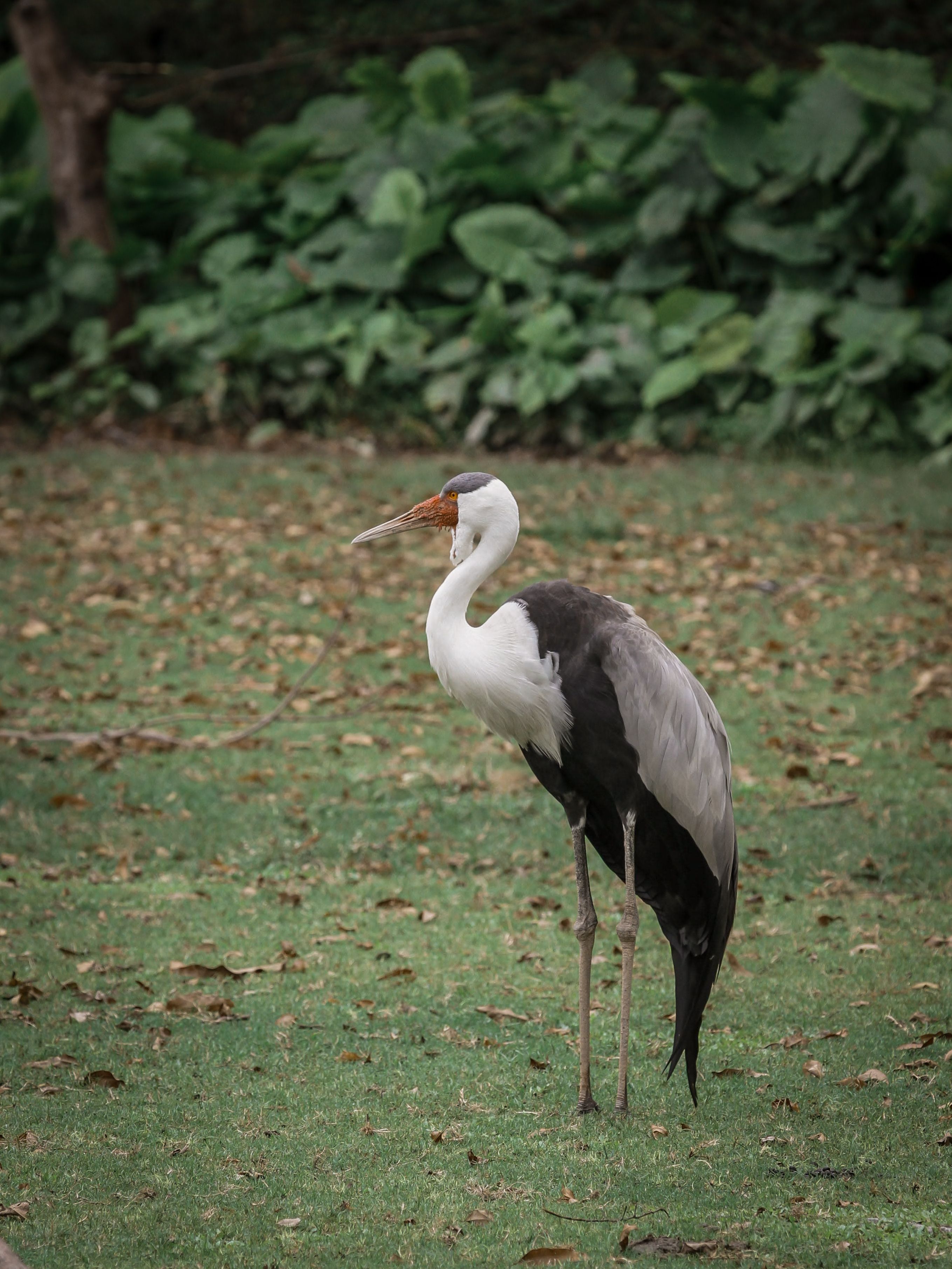 A Wattled Crane on a Field · Free Stock Photo