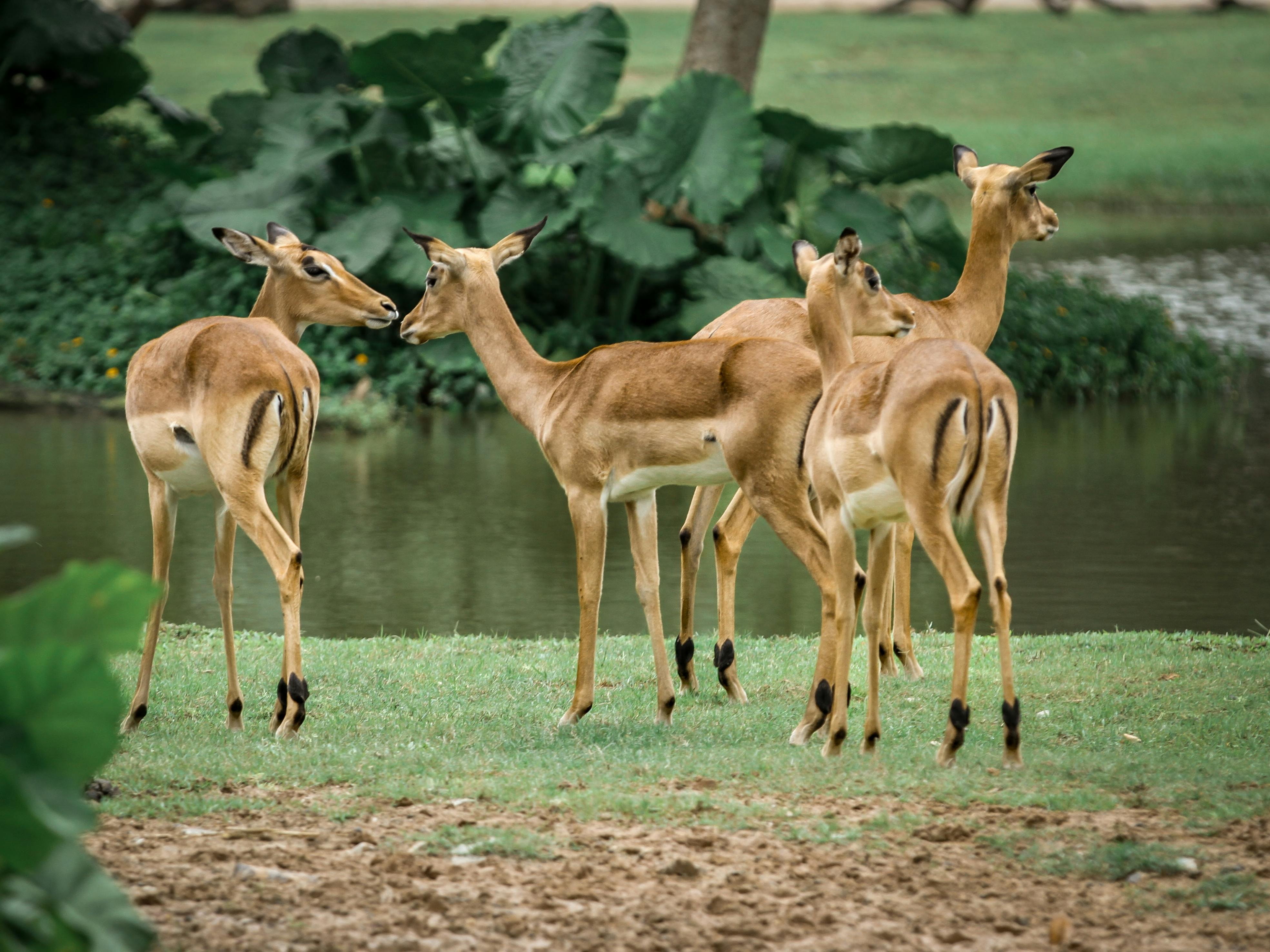 Impalas Photos, Download The BEST Free Impalas Stock Photos & HD Images