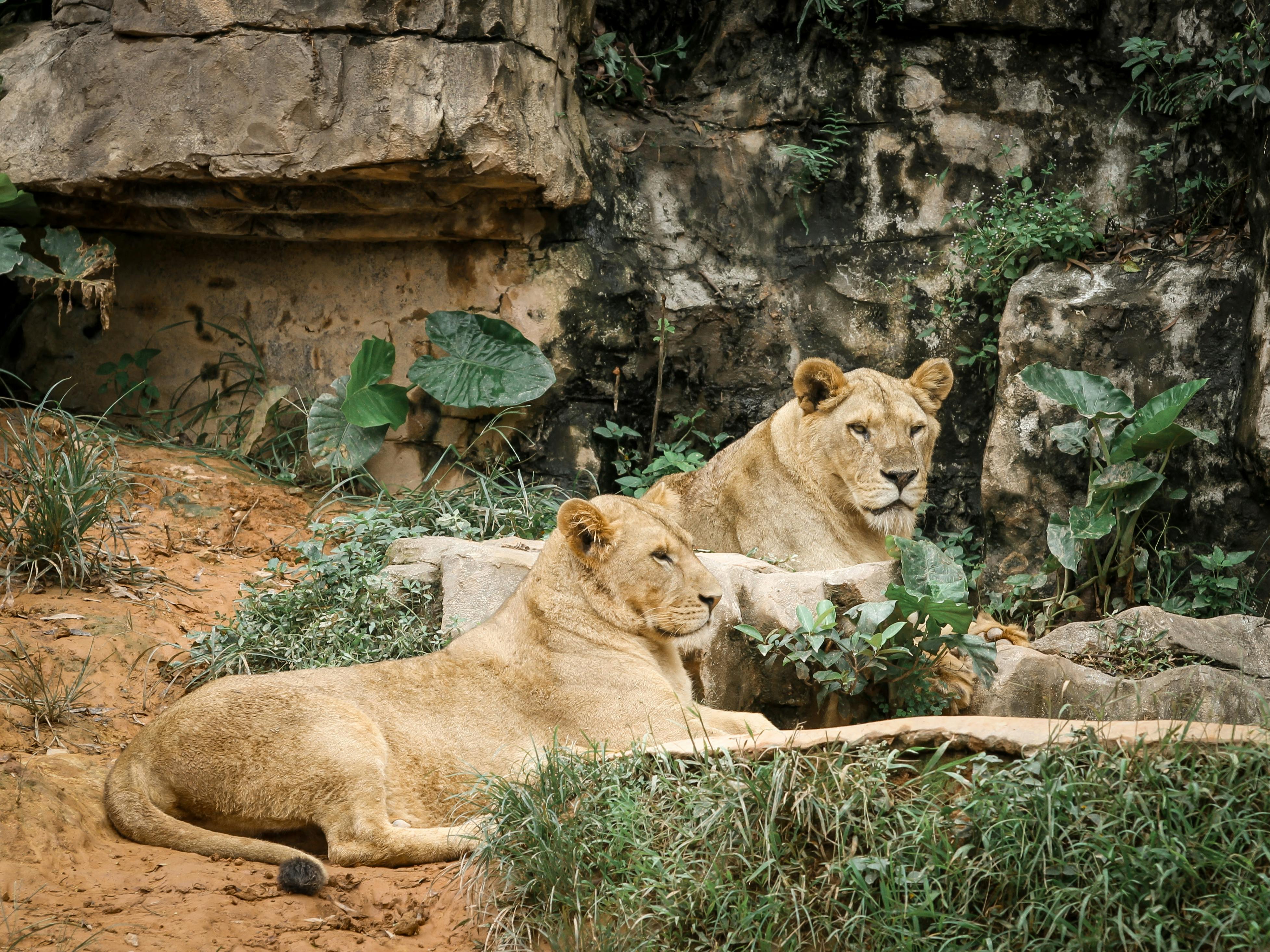 Two Lioness Lying Down in a Zoo · Free Stock Photo