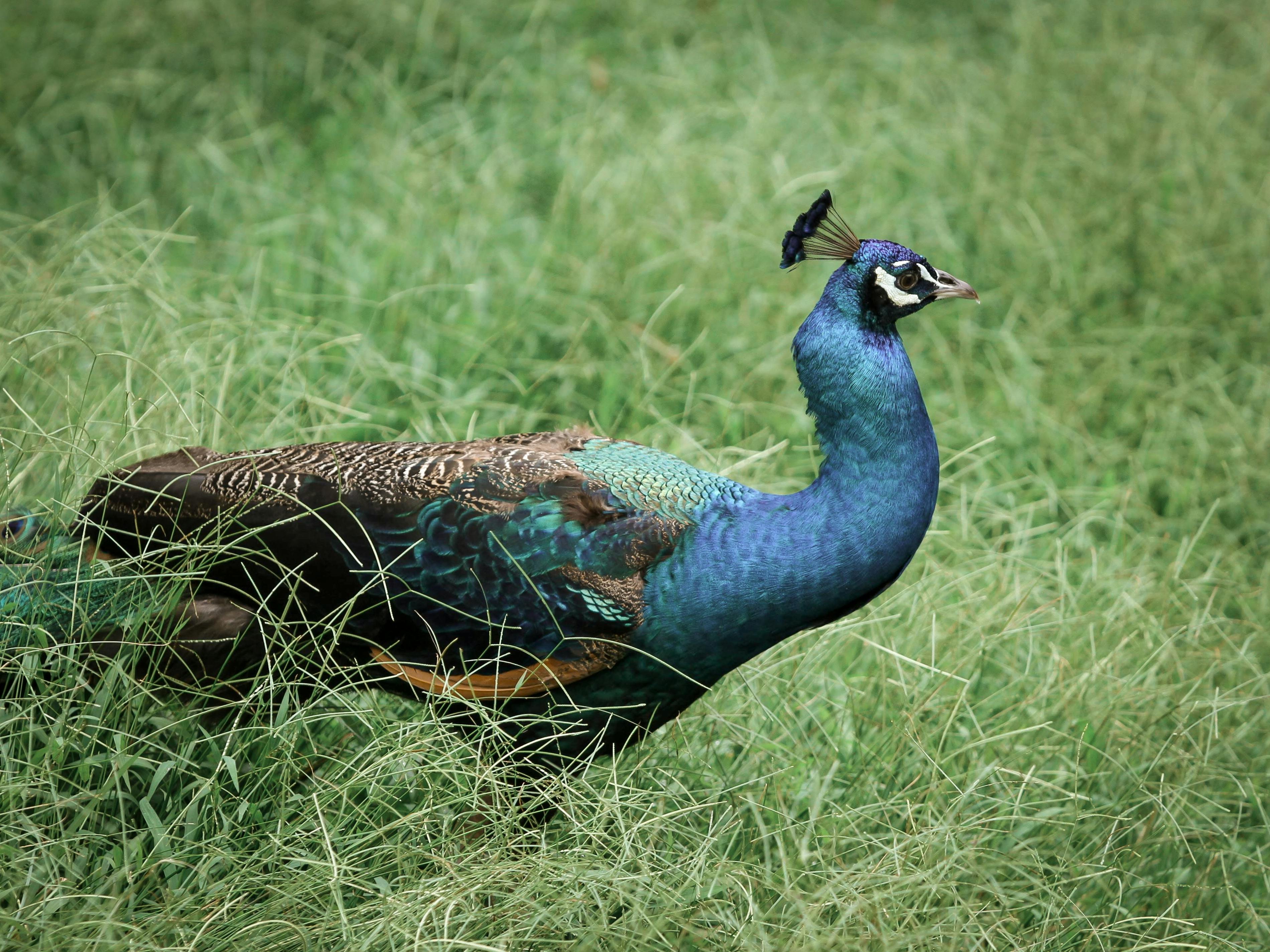 30,277+ Best Free Peacock bird Stock Photos & Images · 100% Royalty ...