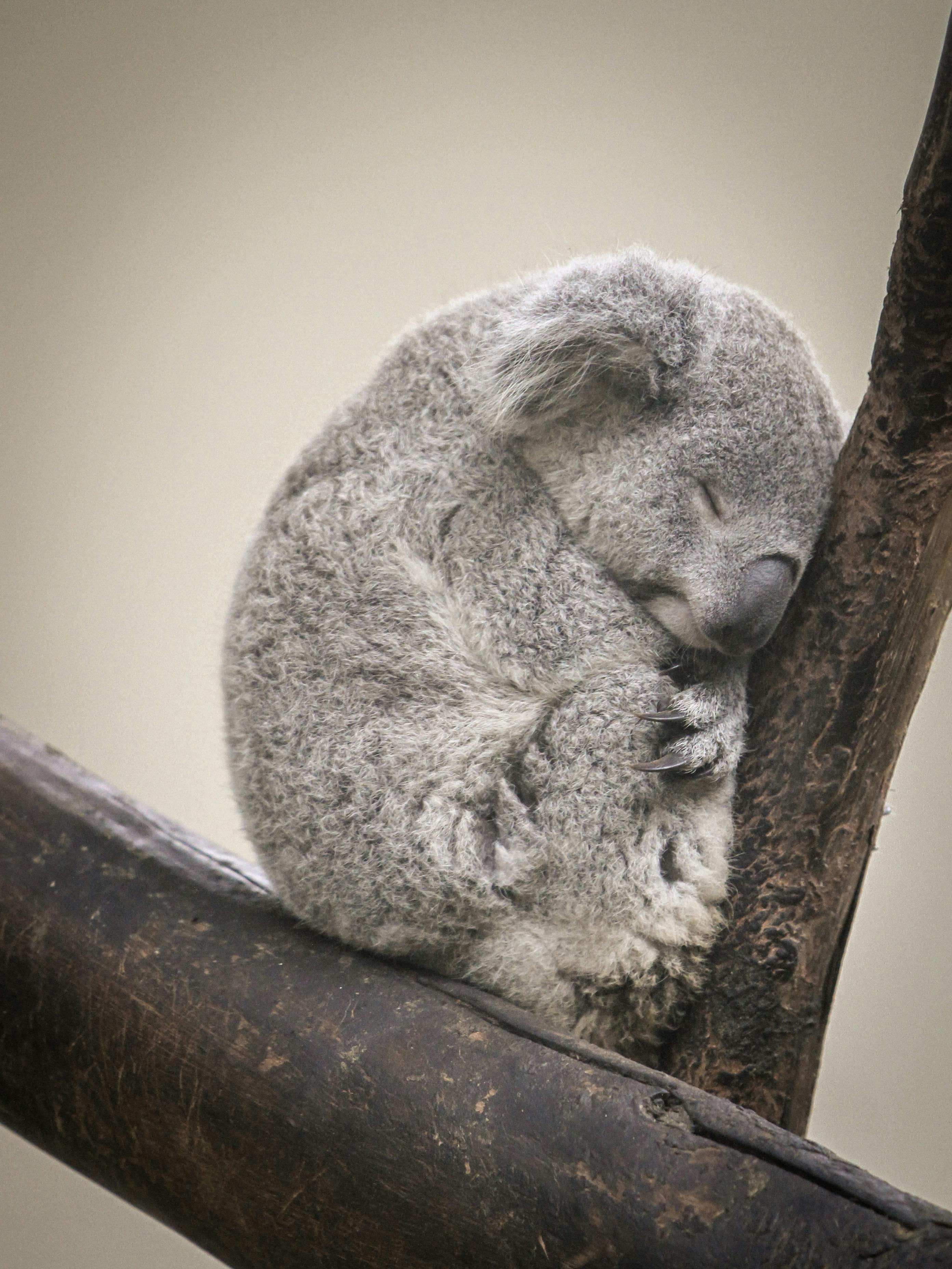 Koala on Tree · Free Stock Photo