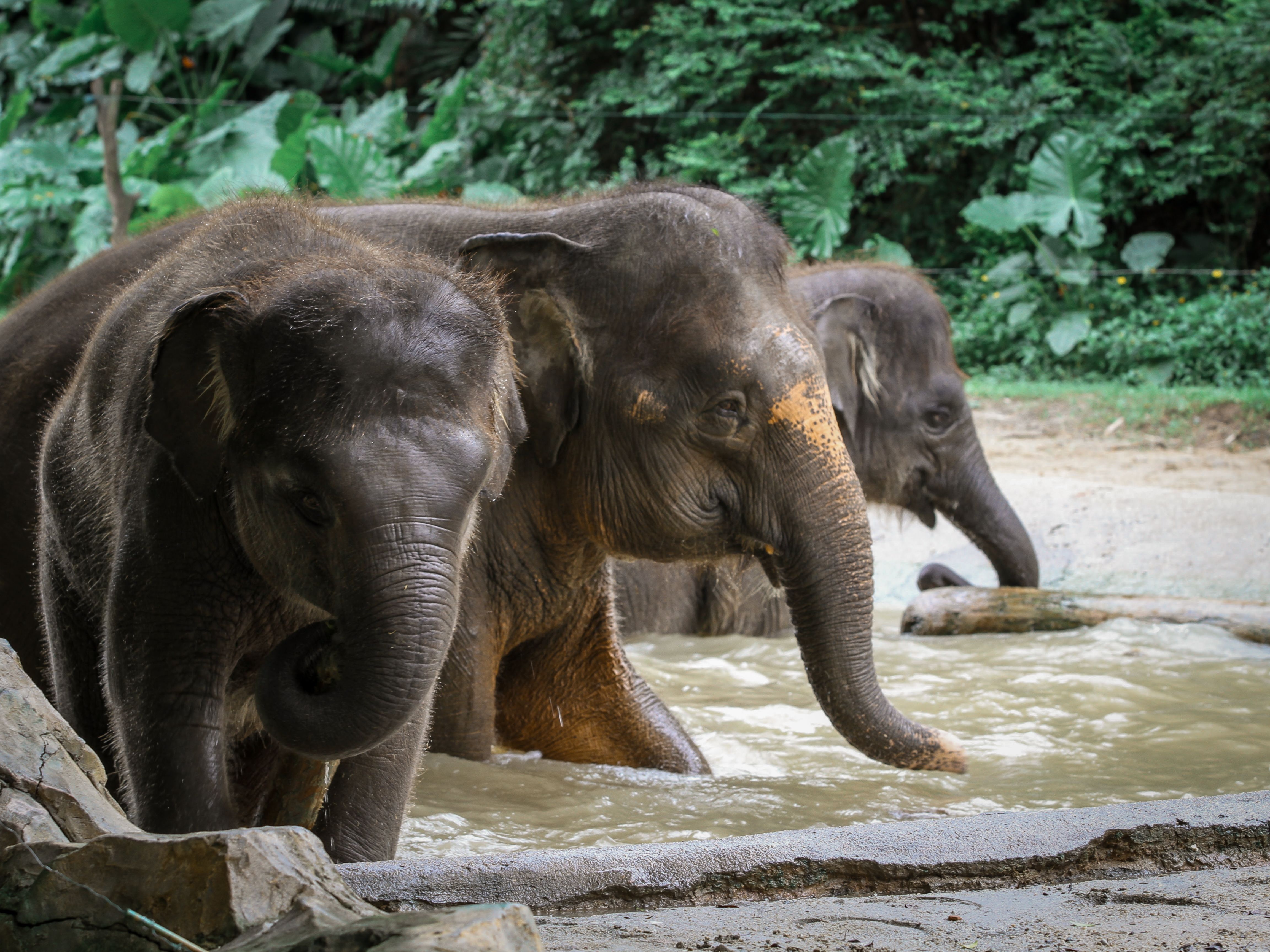 Baby Elephants Photos, Download The BEST Free Baby Elephants Stock ...
