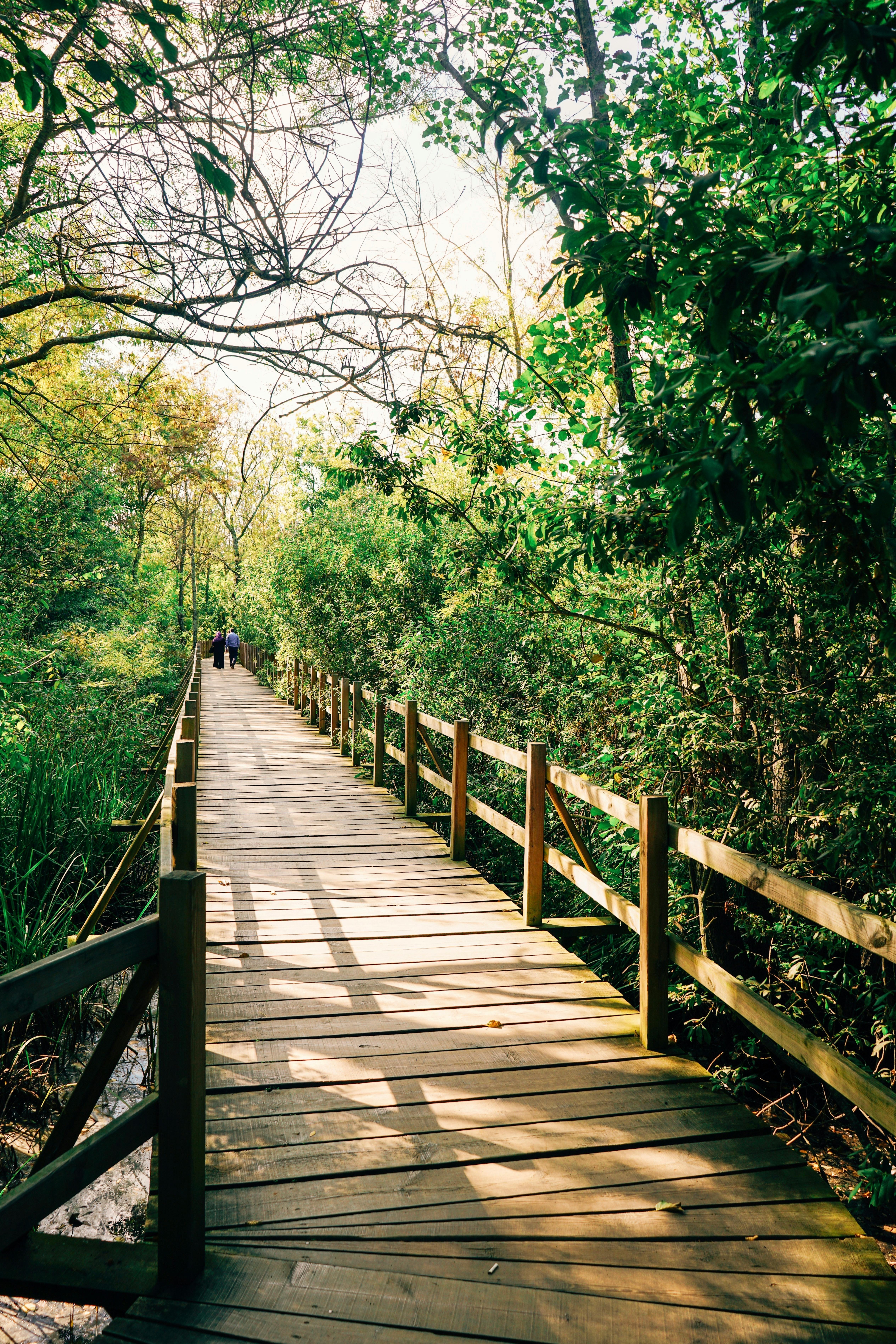 A Wooden Bridge Between Green Trees · Free Stock Photo