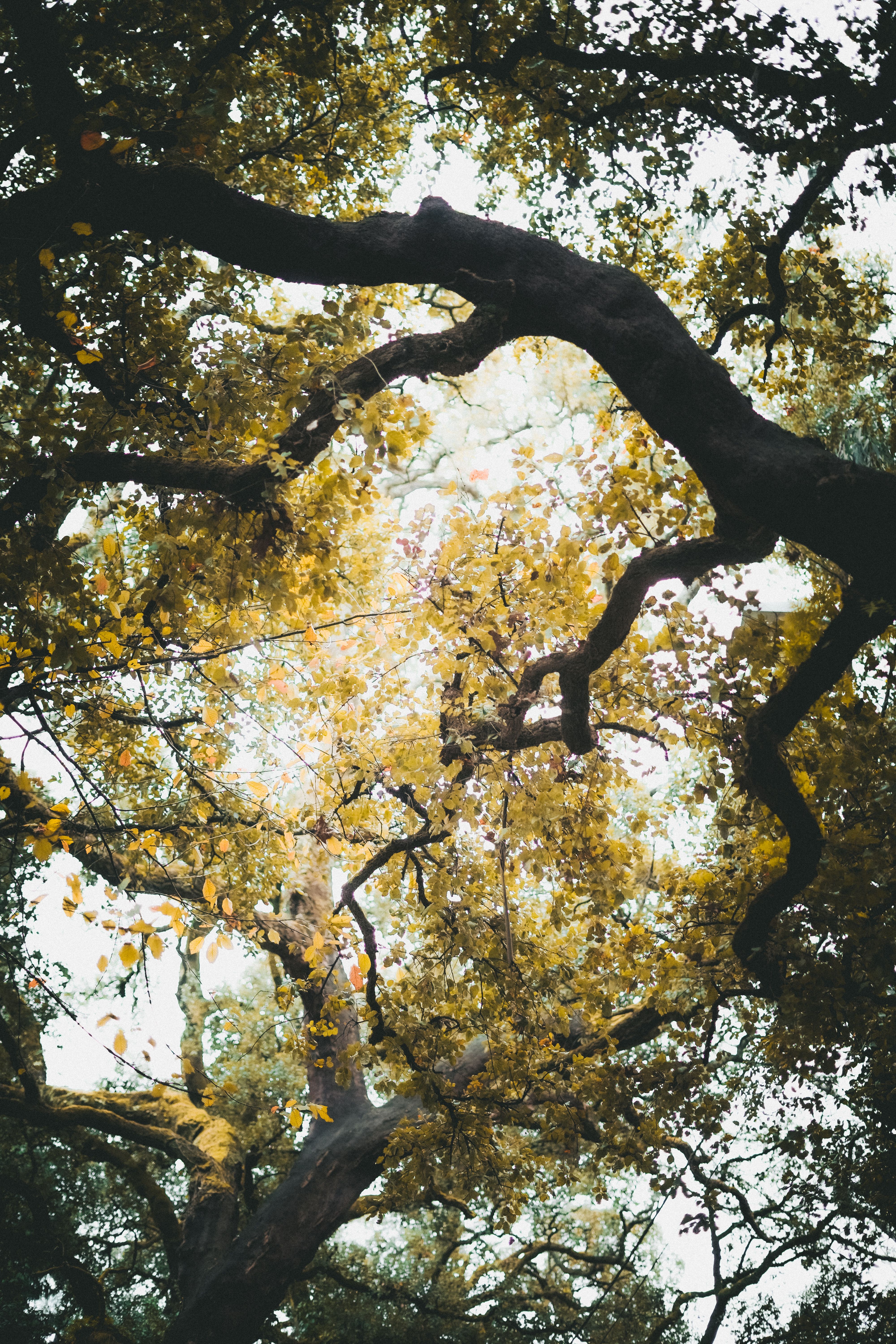 Green Leafed Tree Low Angle Photography · Free Stock Photo