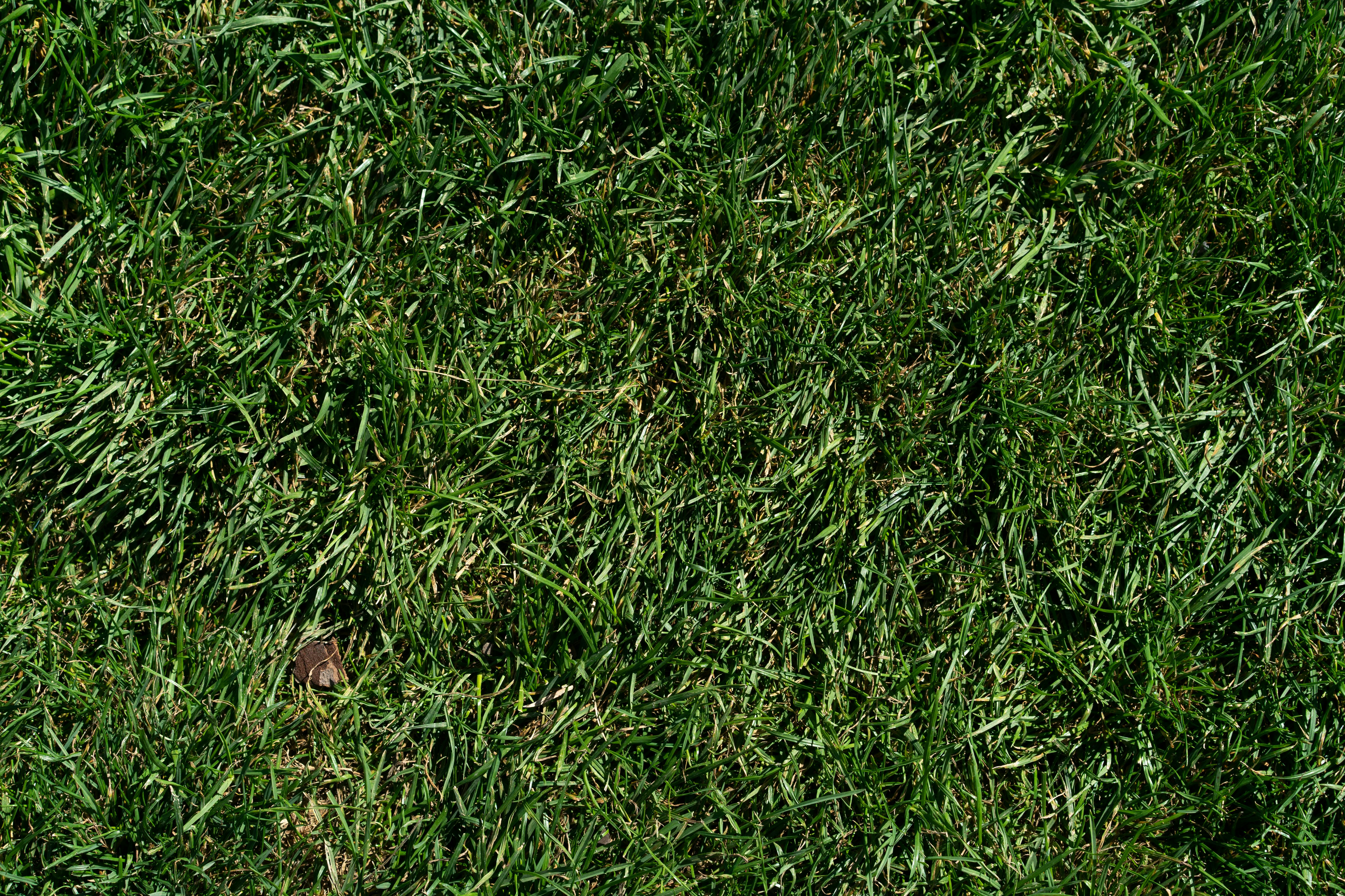 Close-up of Grass · Free Stock Photo