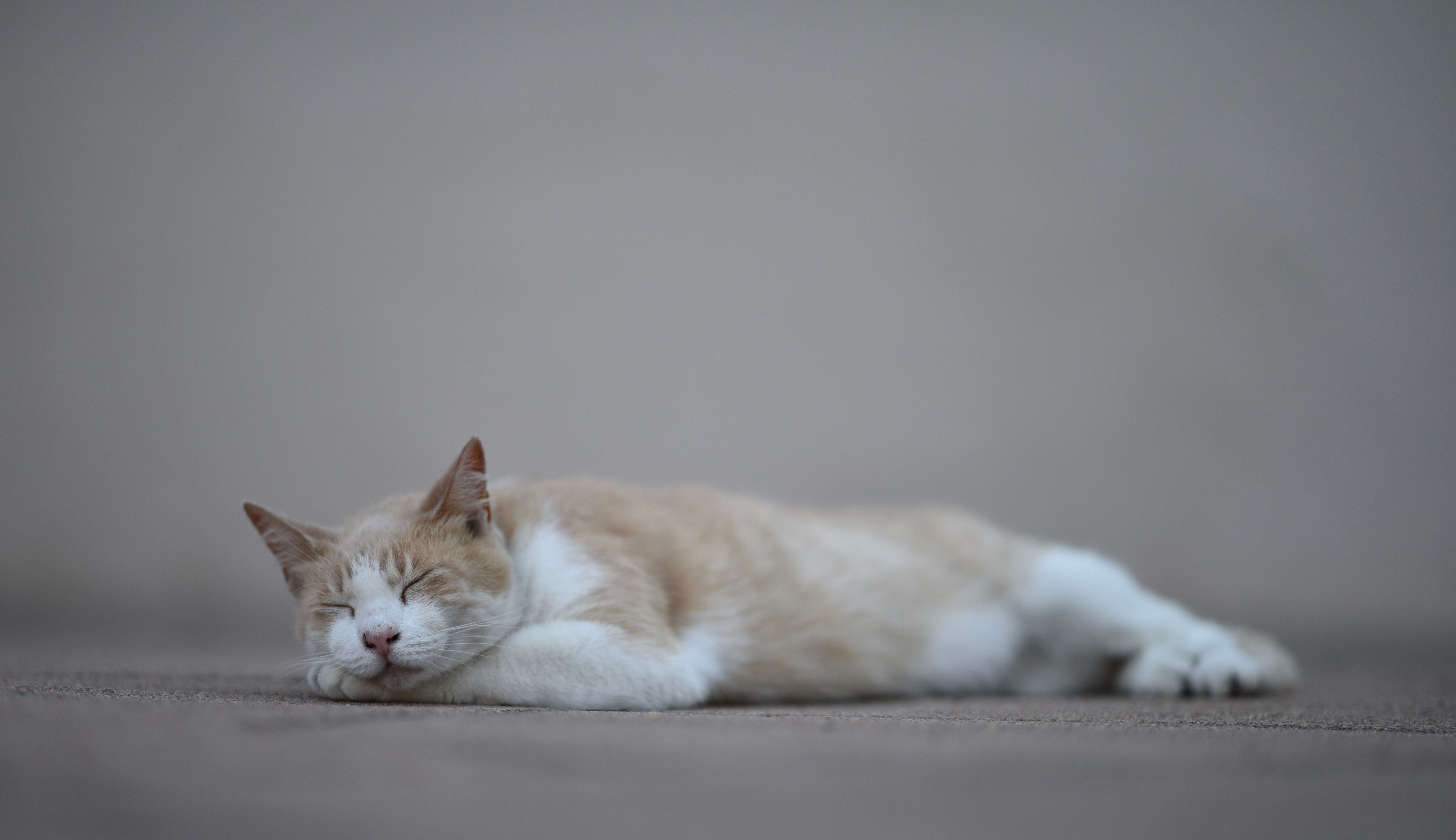 A Cat Stretching · Free Stock Photo