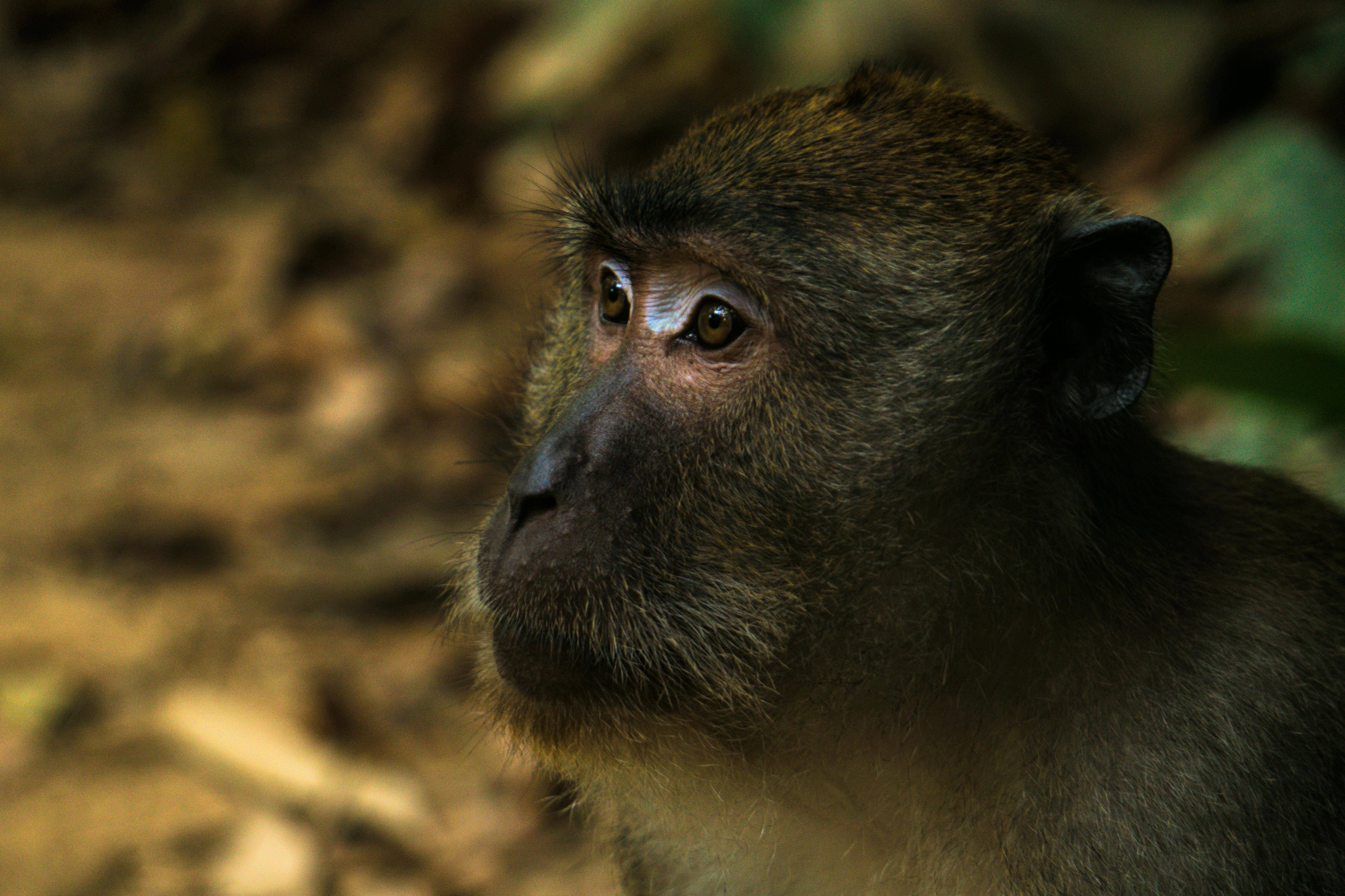Small Monkey Portrait · Free Stock Photo