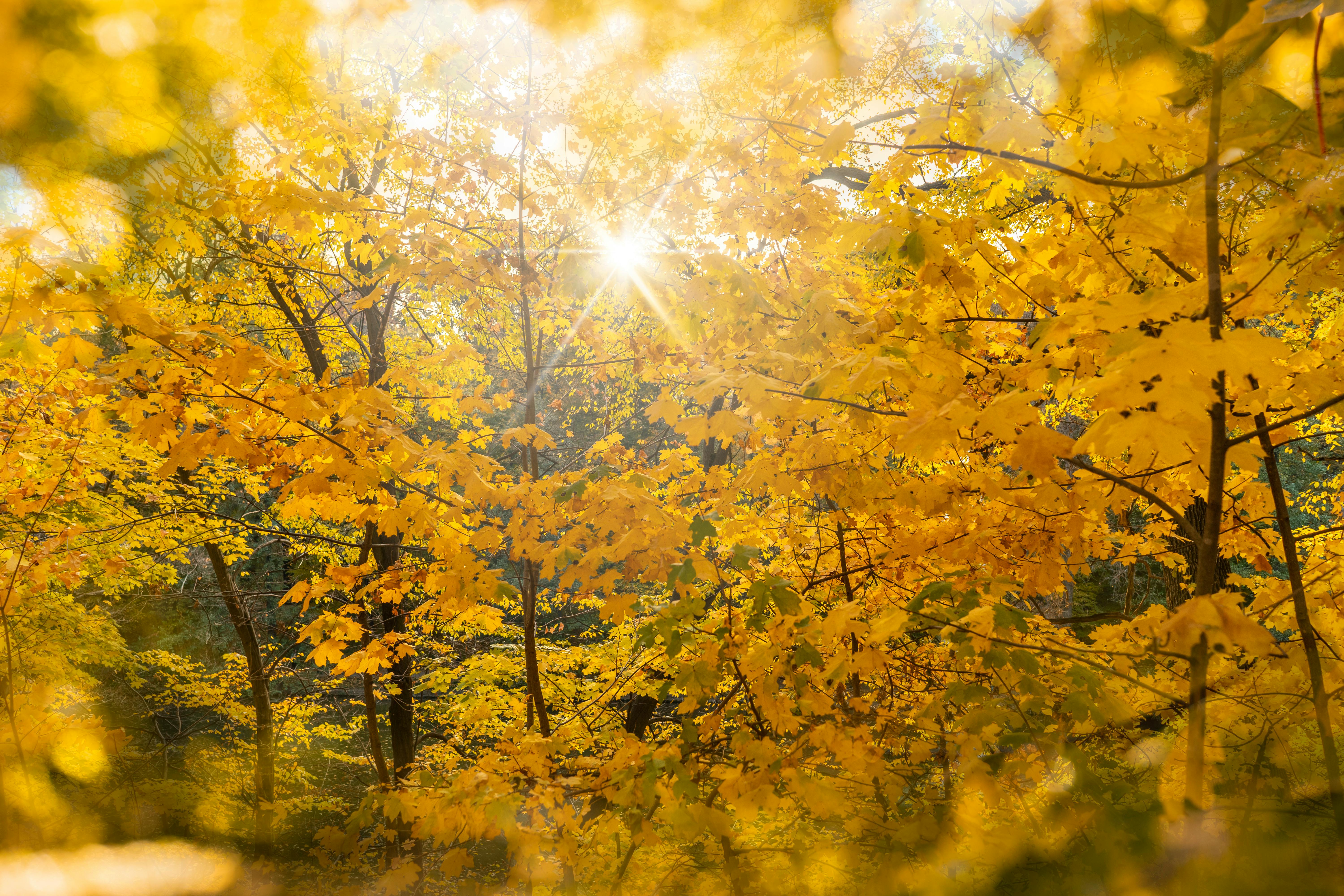Backlit in Autumn Forest with Golden Trees · Free Stock Photo