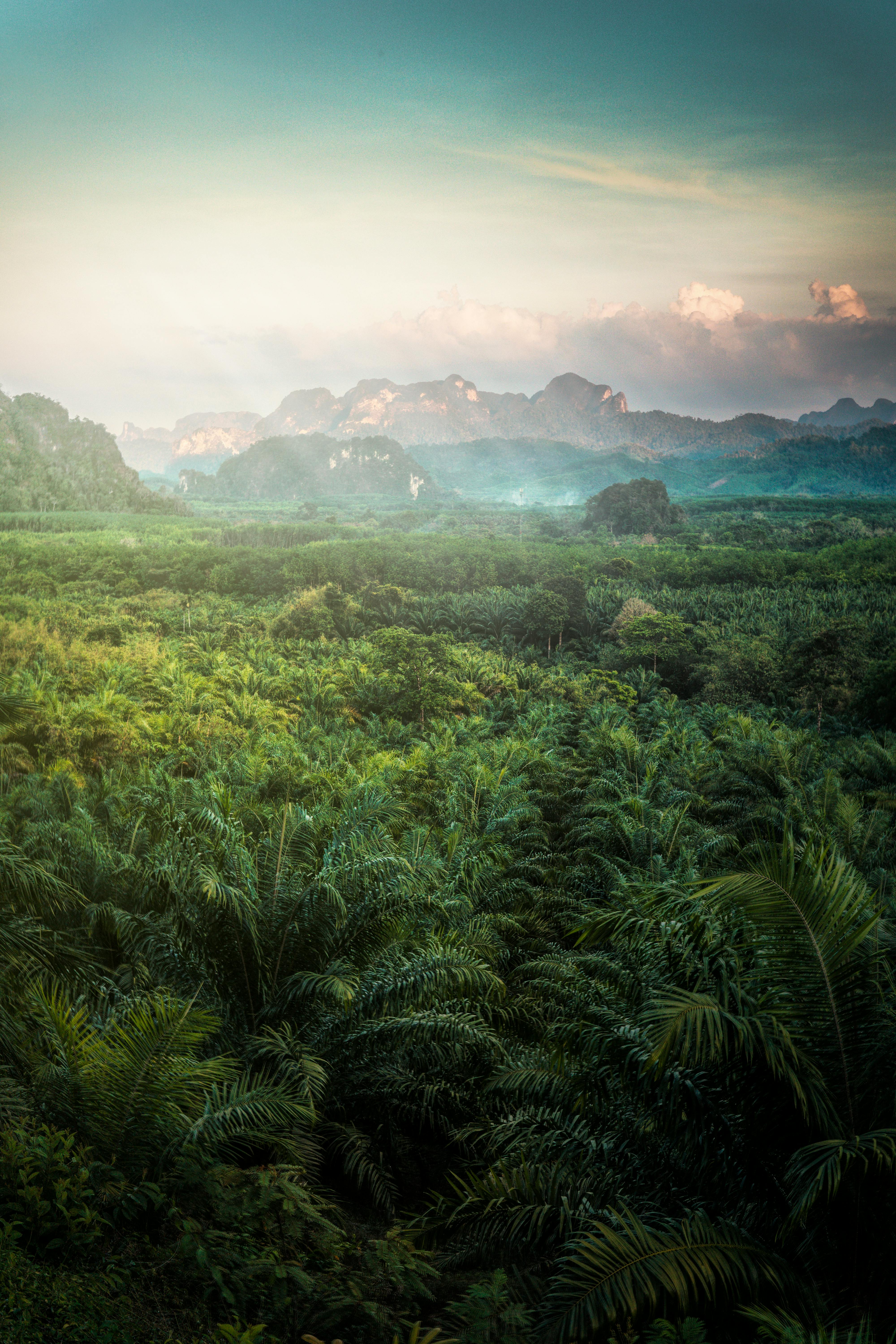 Scenic View of Rainforest · Free Stock Photo