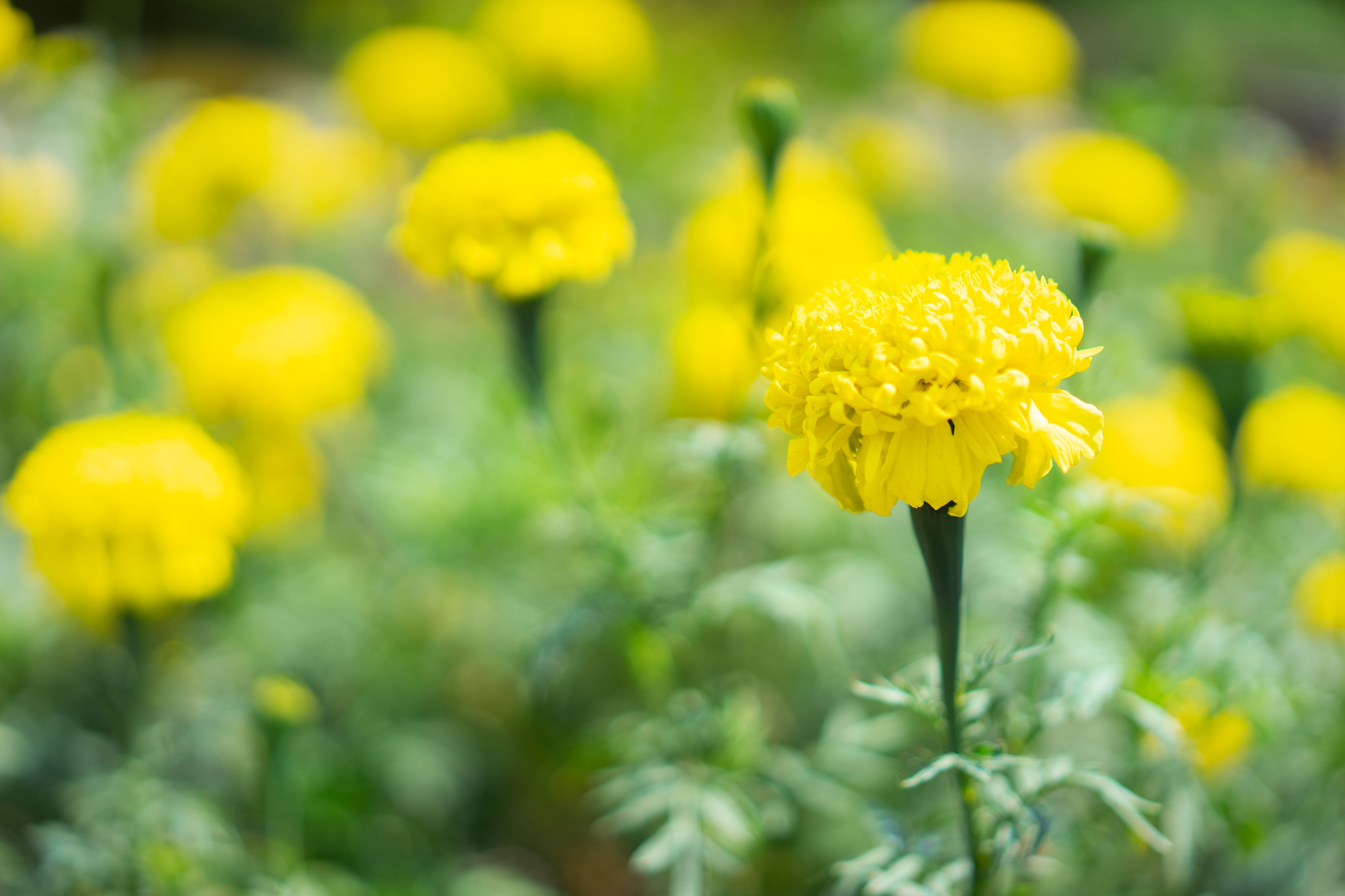 Aztec Marigold Flower Field · Free Stock Photo