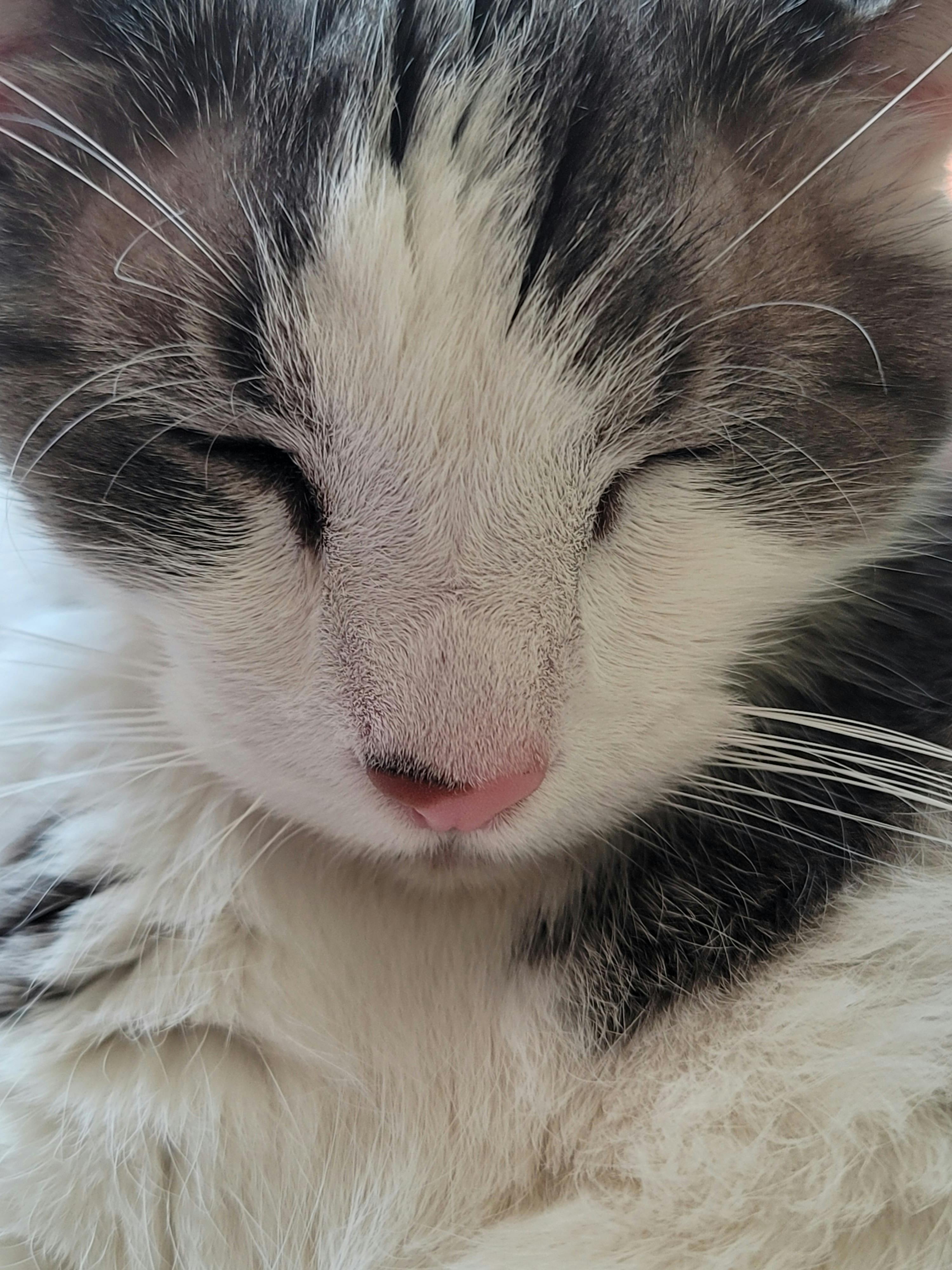 Catsnap 17 Photos & Videos Collected by Word Four