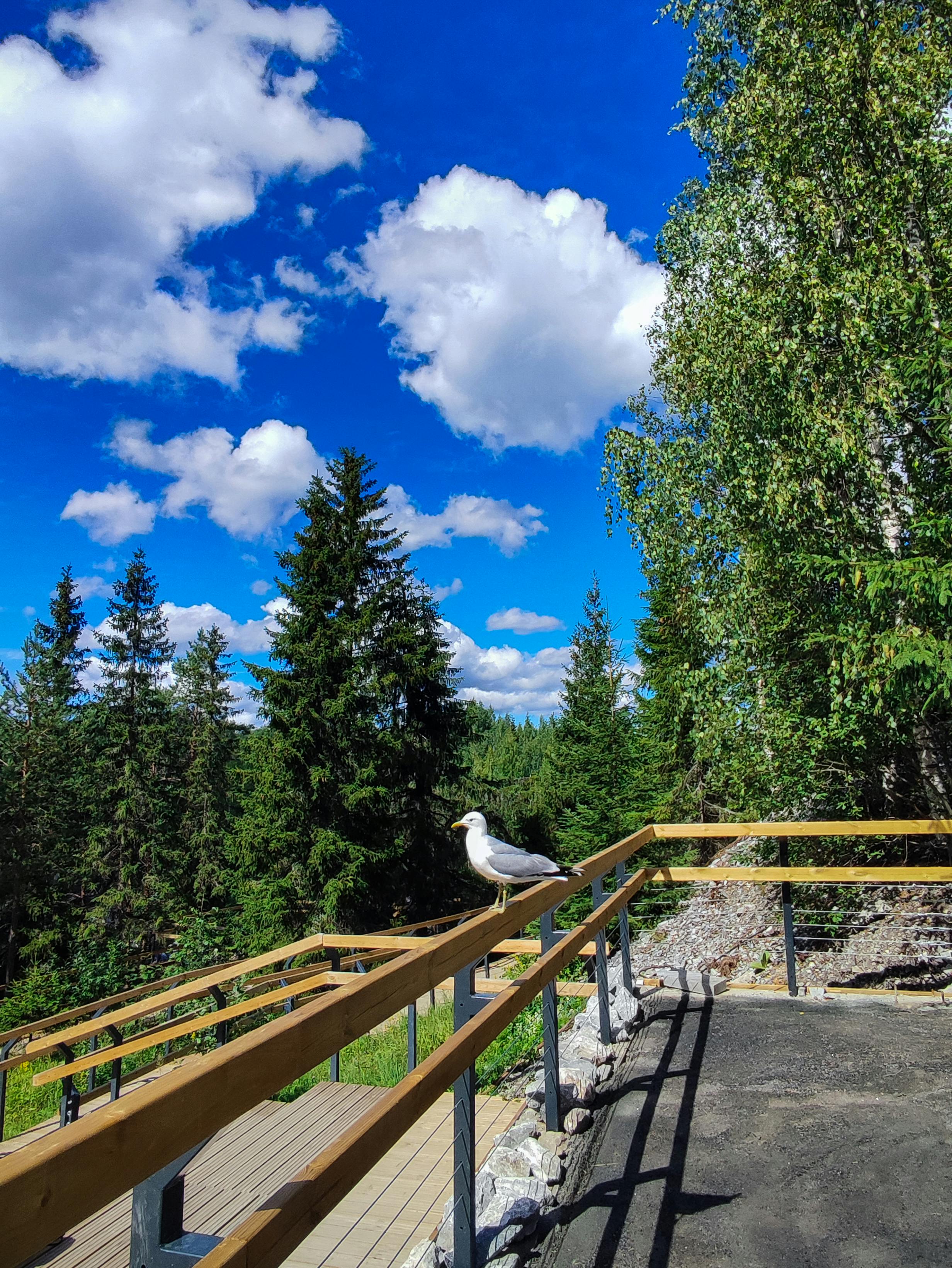 Wildlife Railings Photos, Download The BEST Free Wildlife Railings ...