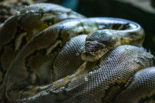 What do reticulated pythons eat in wild and captivity?