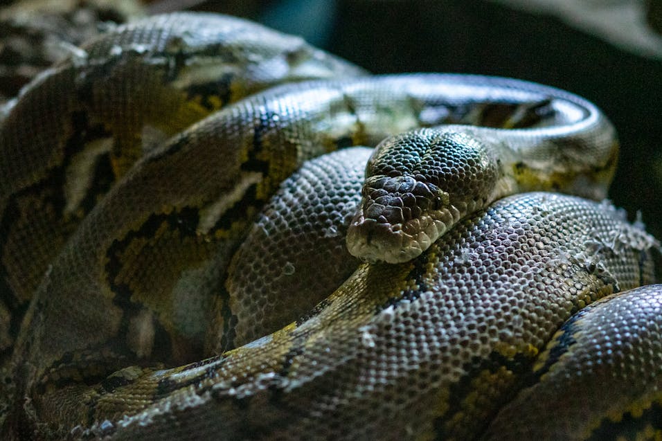 What do reticulated pythons eat in wild and captivity?