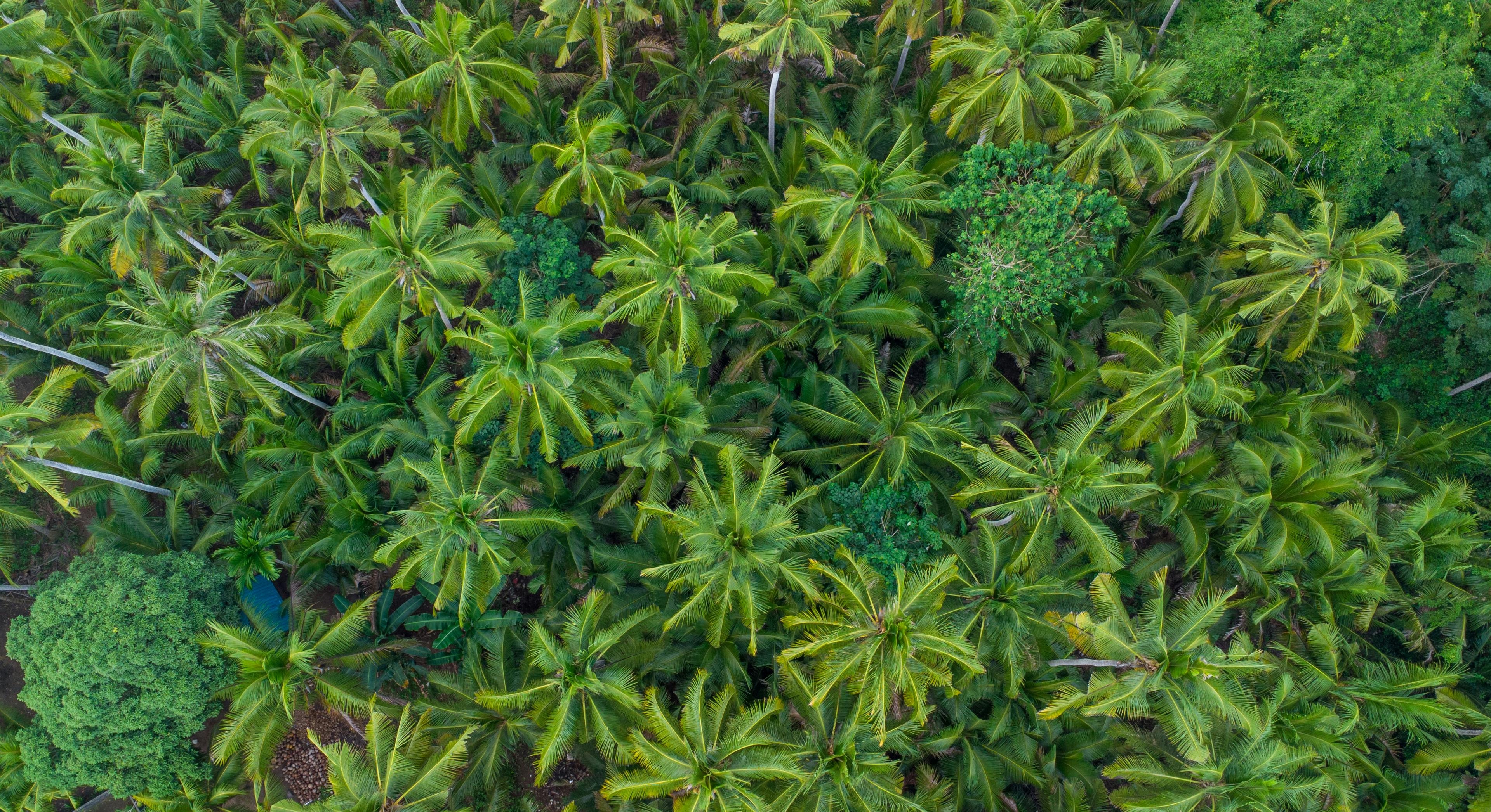 Aerial Photo of Trees · Free Stock Photo