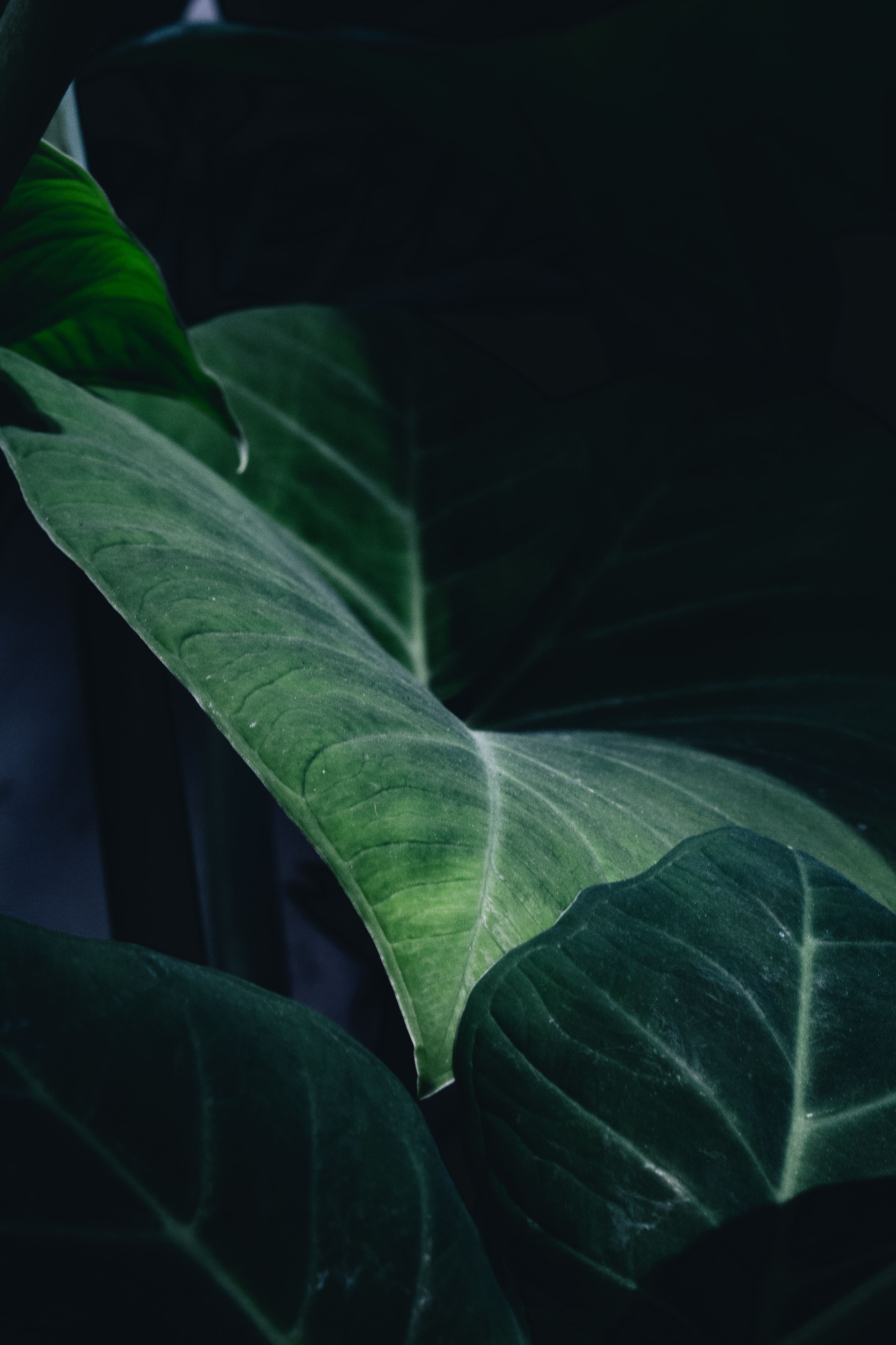 Green Leaf in Close Up Photography · Free Stock Photo