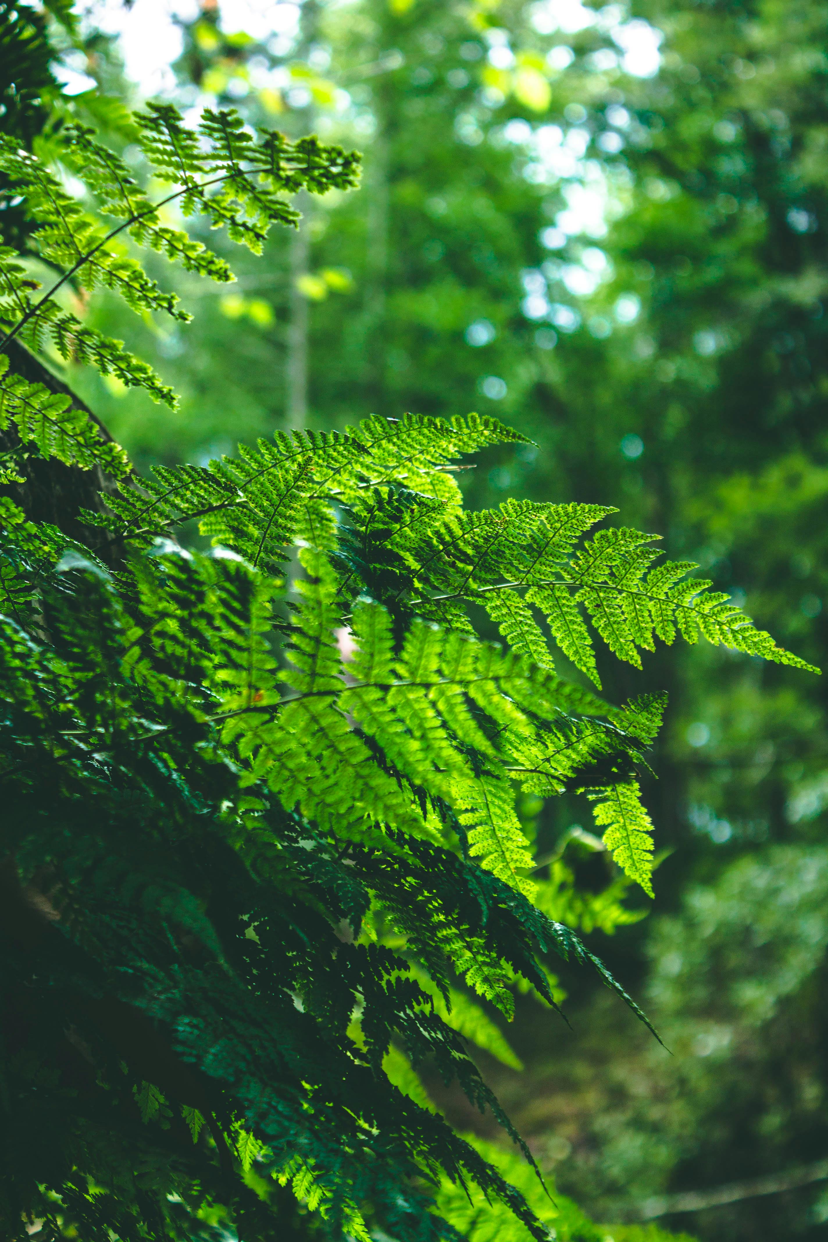 1,000+ Best Fern Photos · 100% Free Download · Pexels Stock Photos