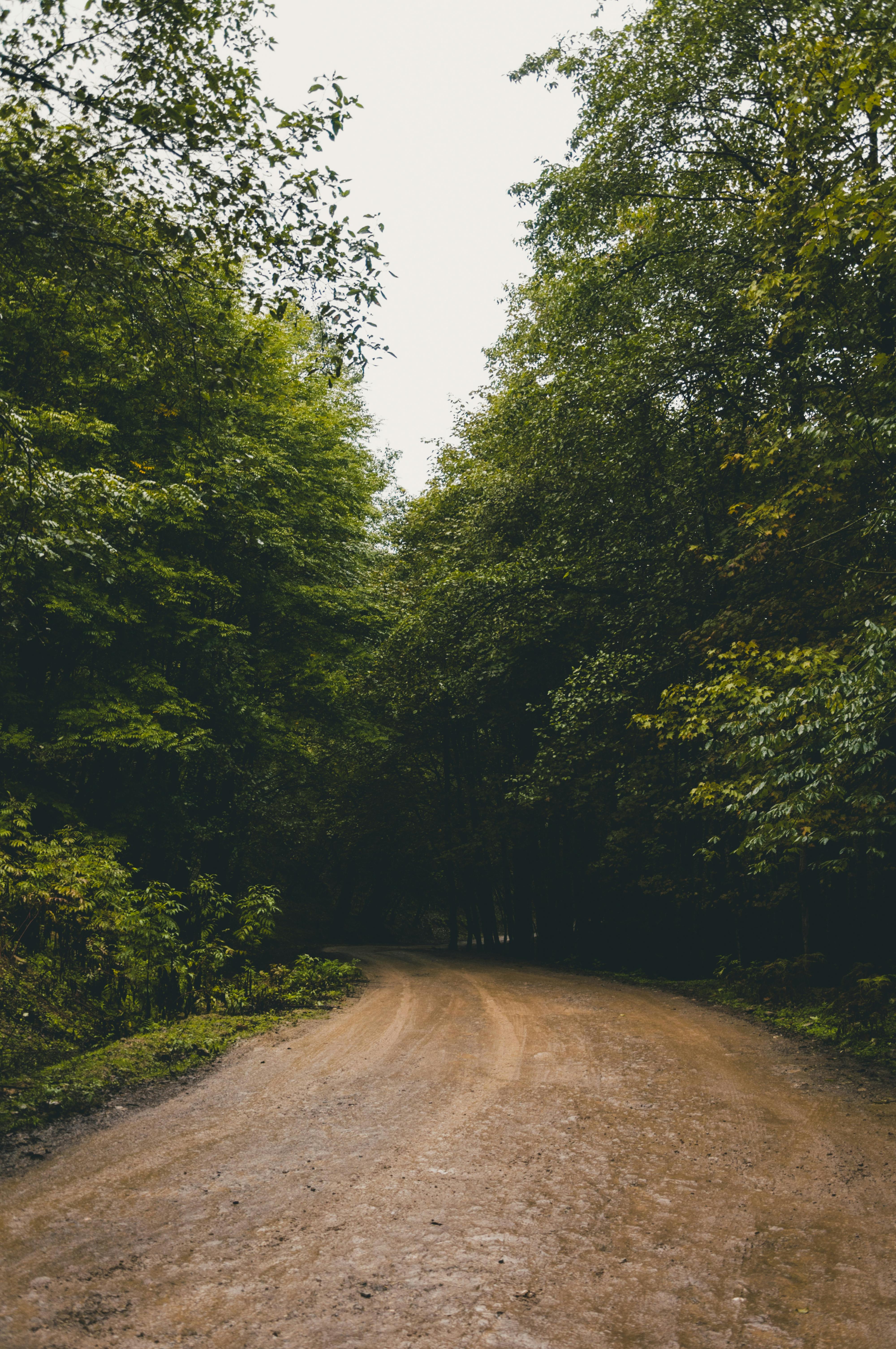 Brown Dirt Road Between Green Trees · Free Stock Photo