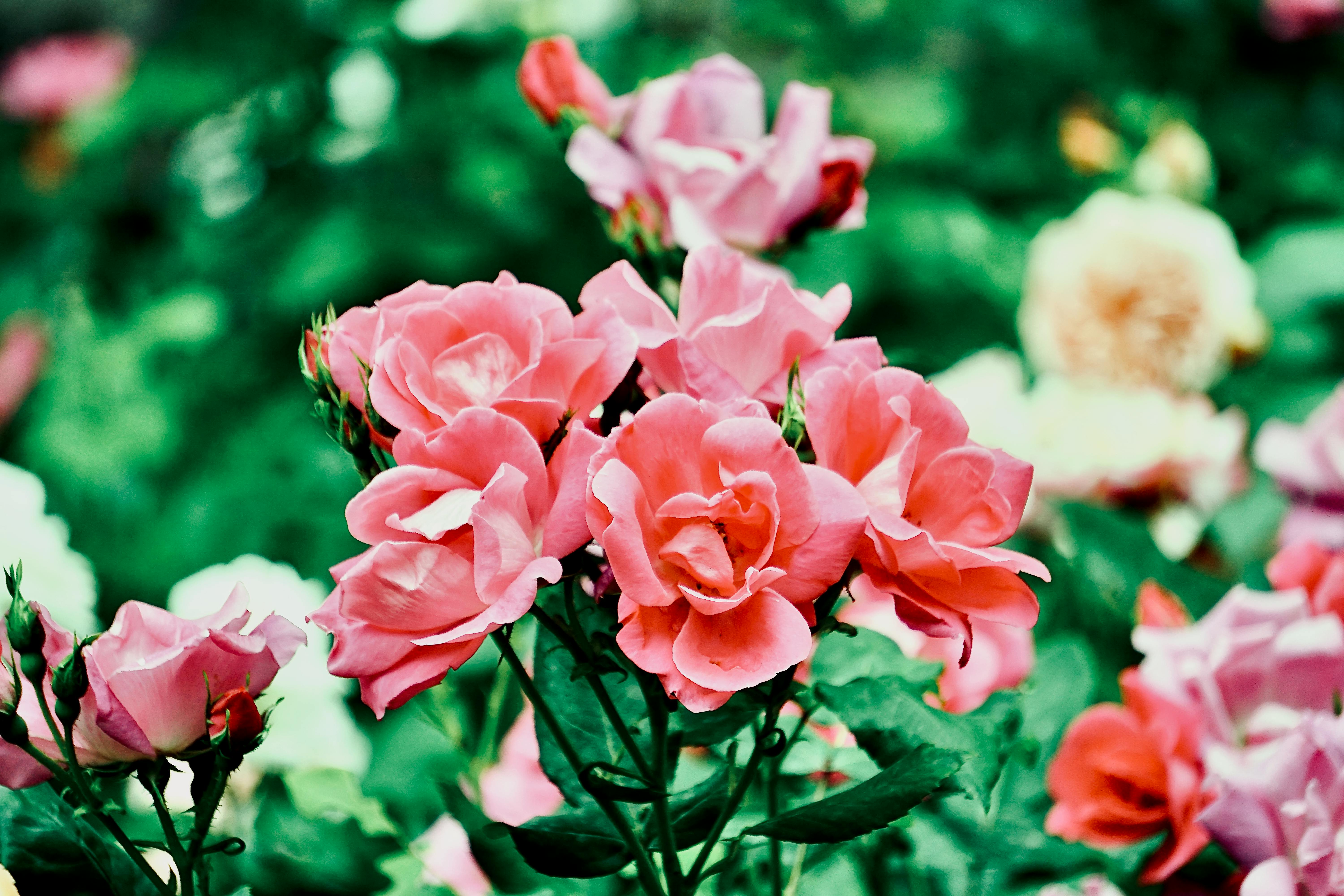 A Close-Up Shot of Pink Roses · Free Stock Photo