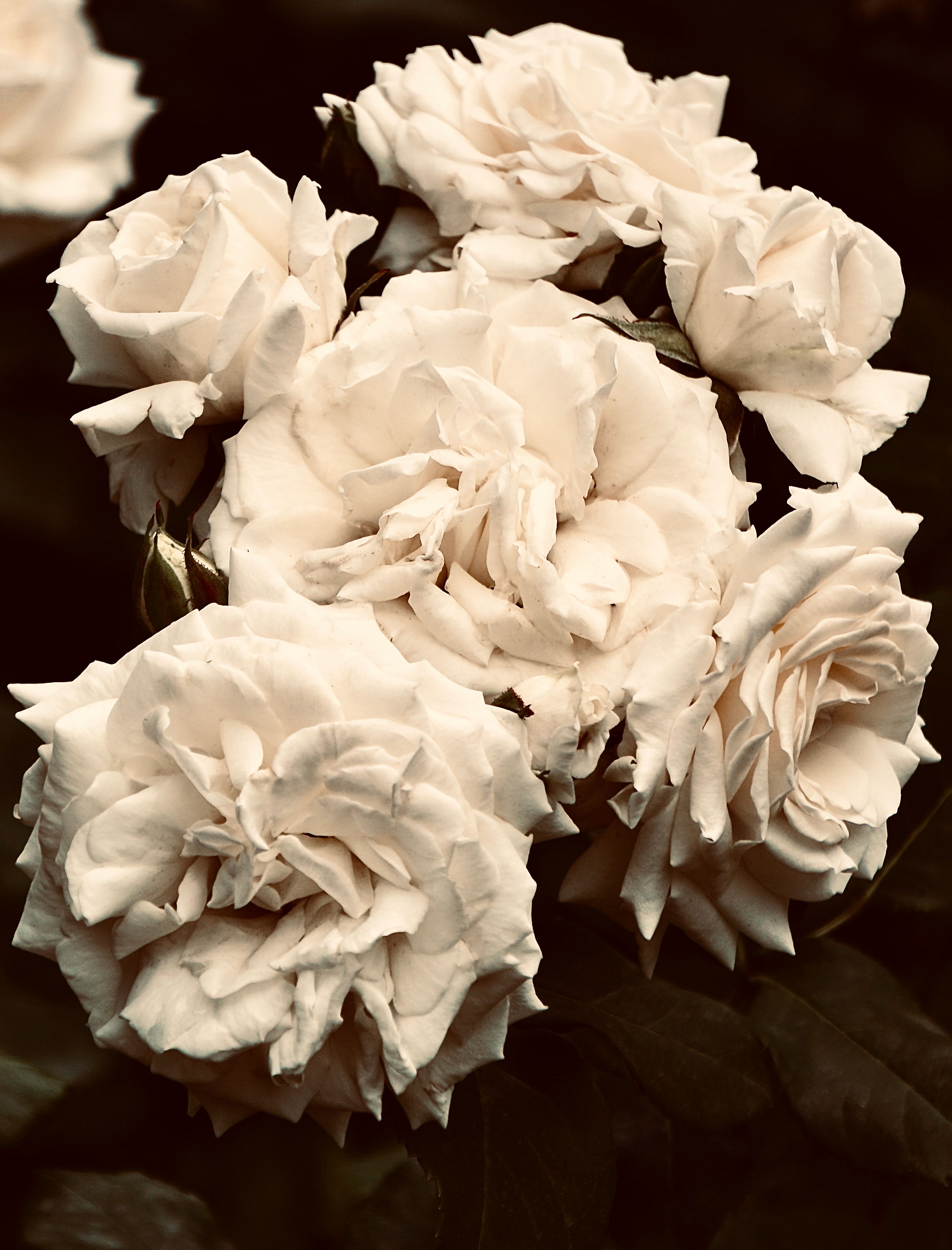 A Close-Up Shot of a Rose · Free Stock Photo