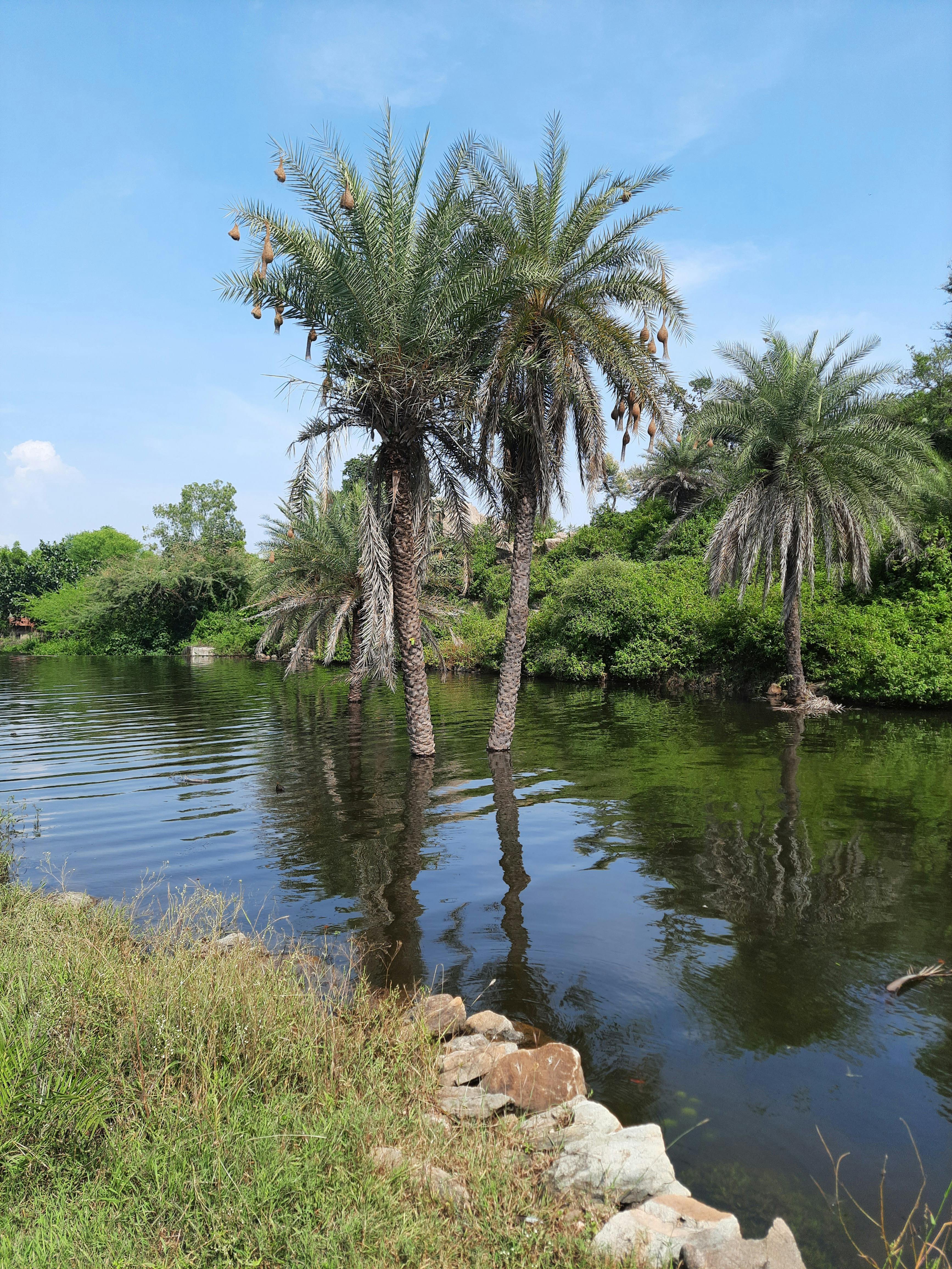 A River Surrounded by Palm Trees · Free Stock Photo