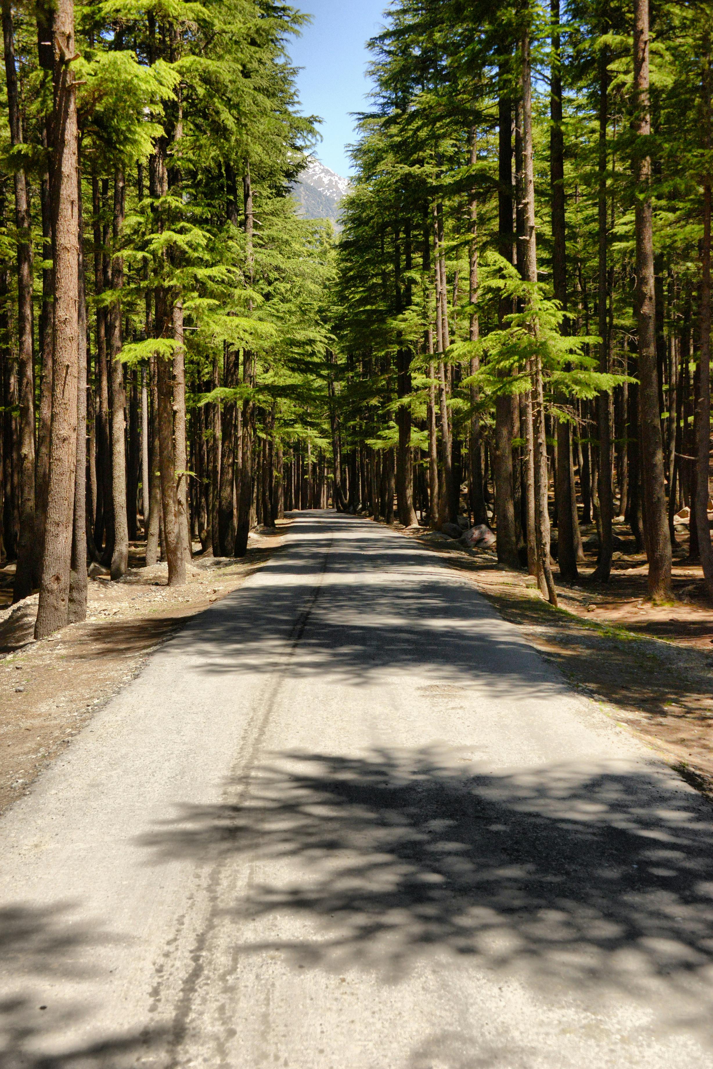 Tall Trees Beside a Narrow Road · Free Stock Photo