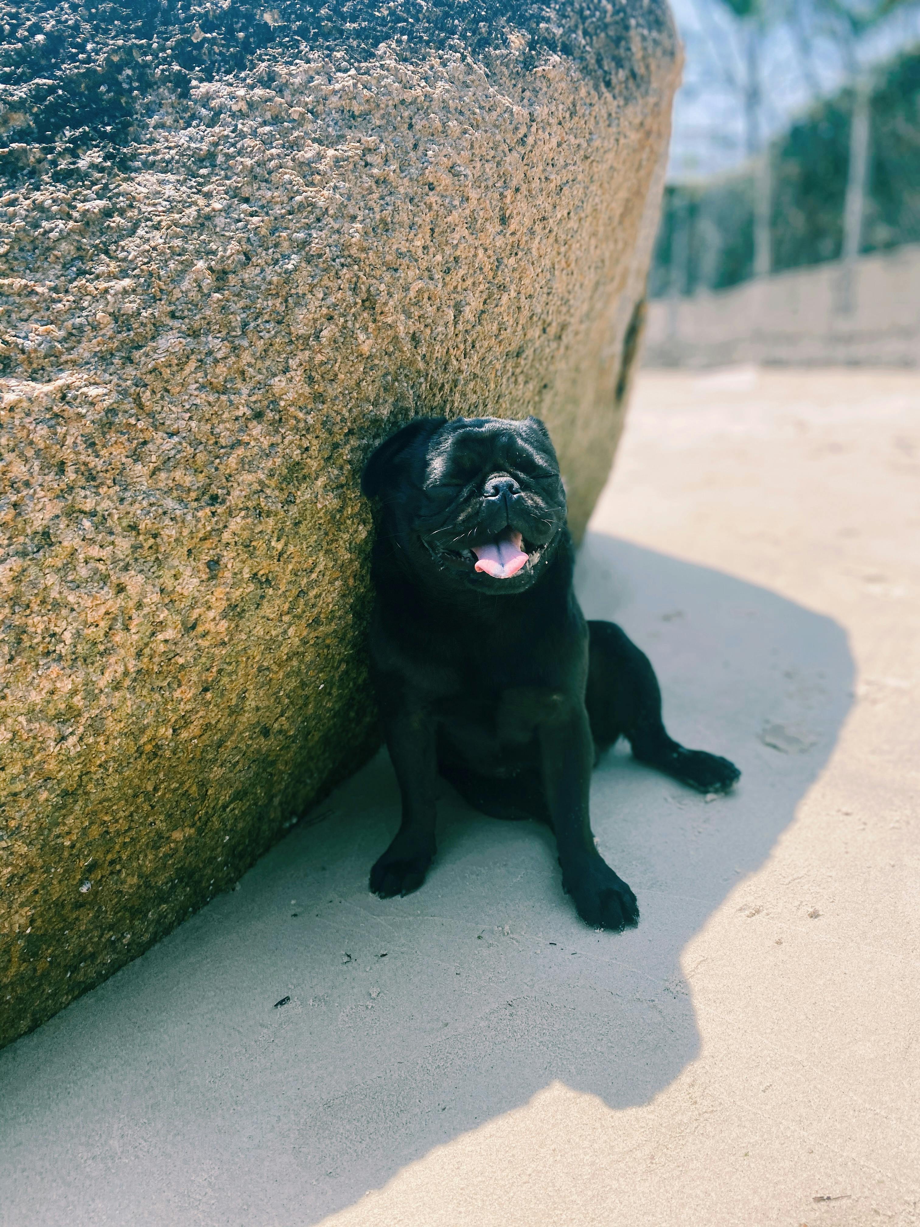 A Black Pug in a Shade · Free Stock Photo