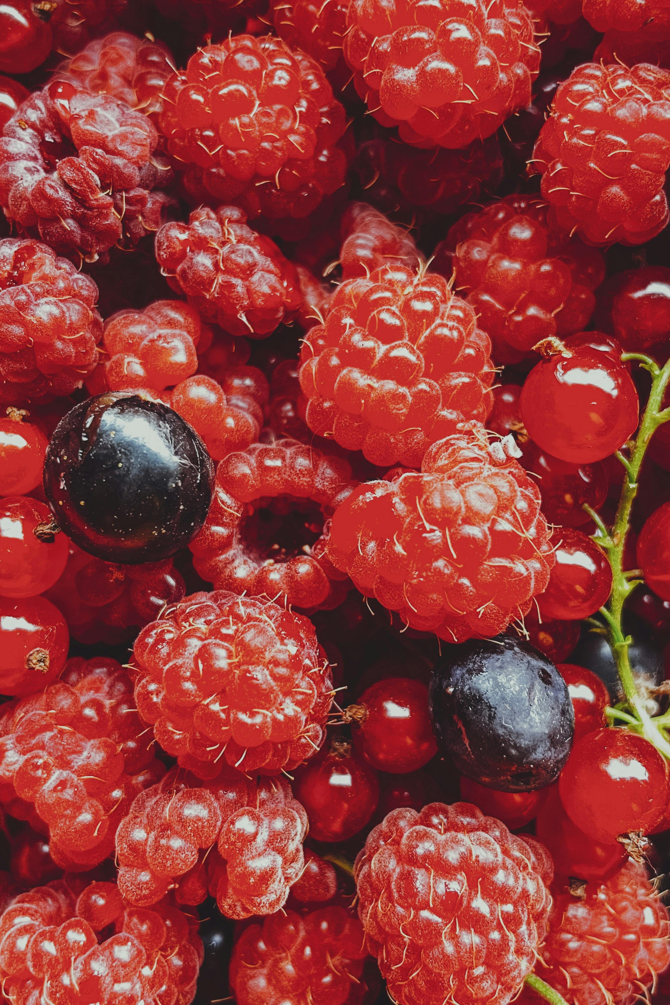 Close-up Photography Of Red Berry Fruit · Free Stock Photo