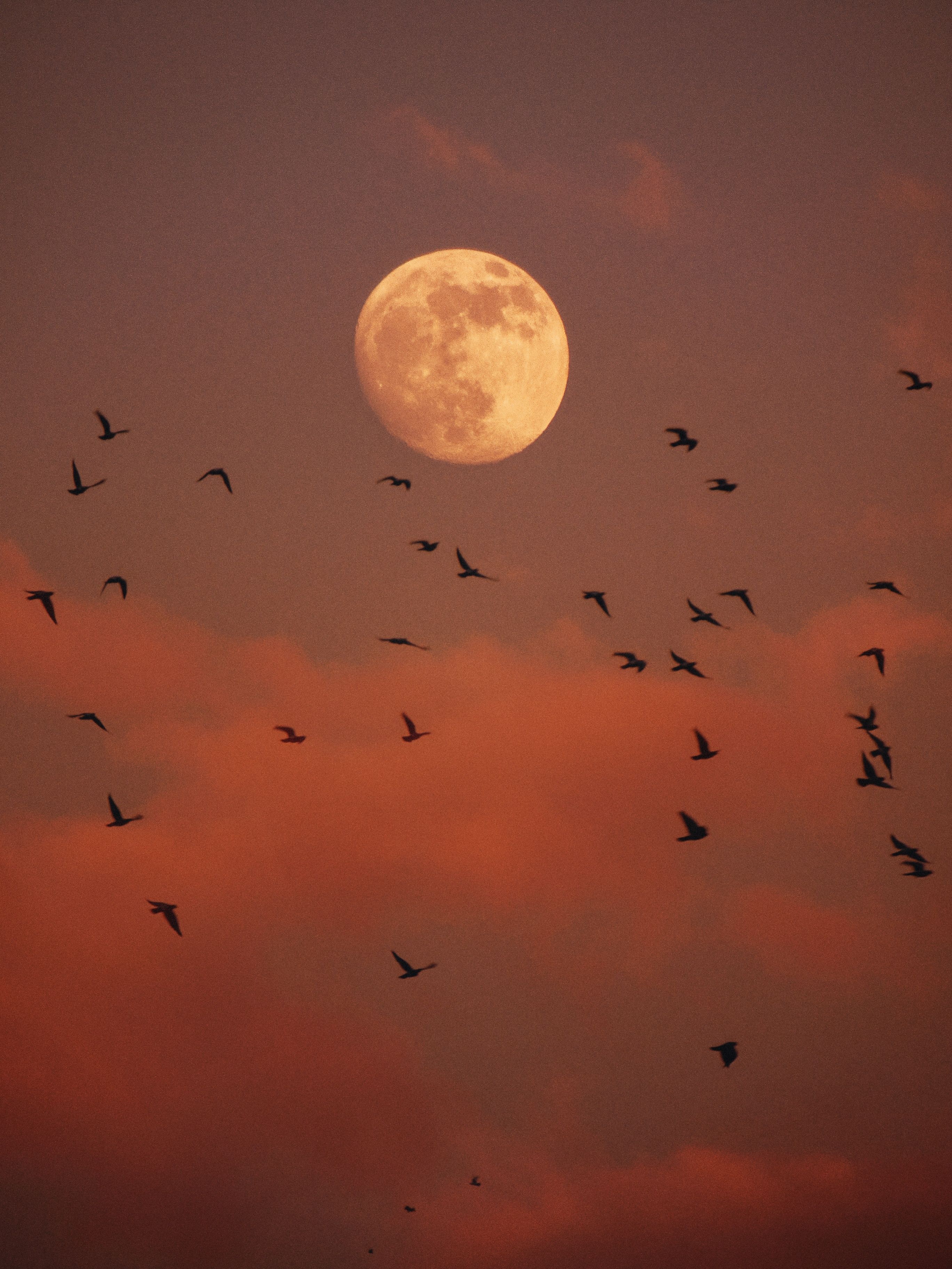 Flock of Birds Flying the Red Sky · Free Stock Photo
