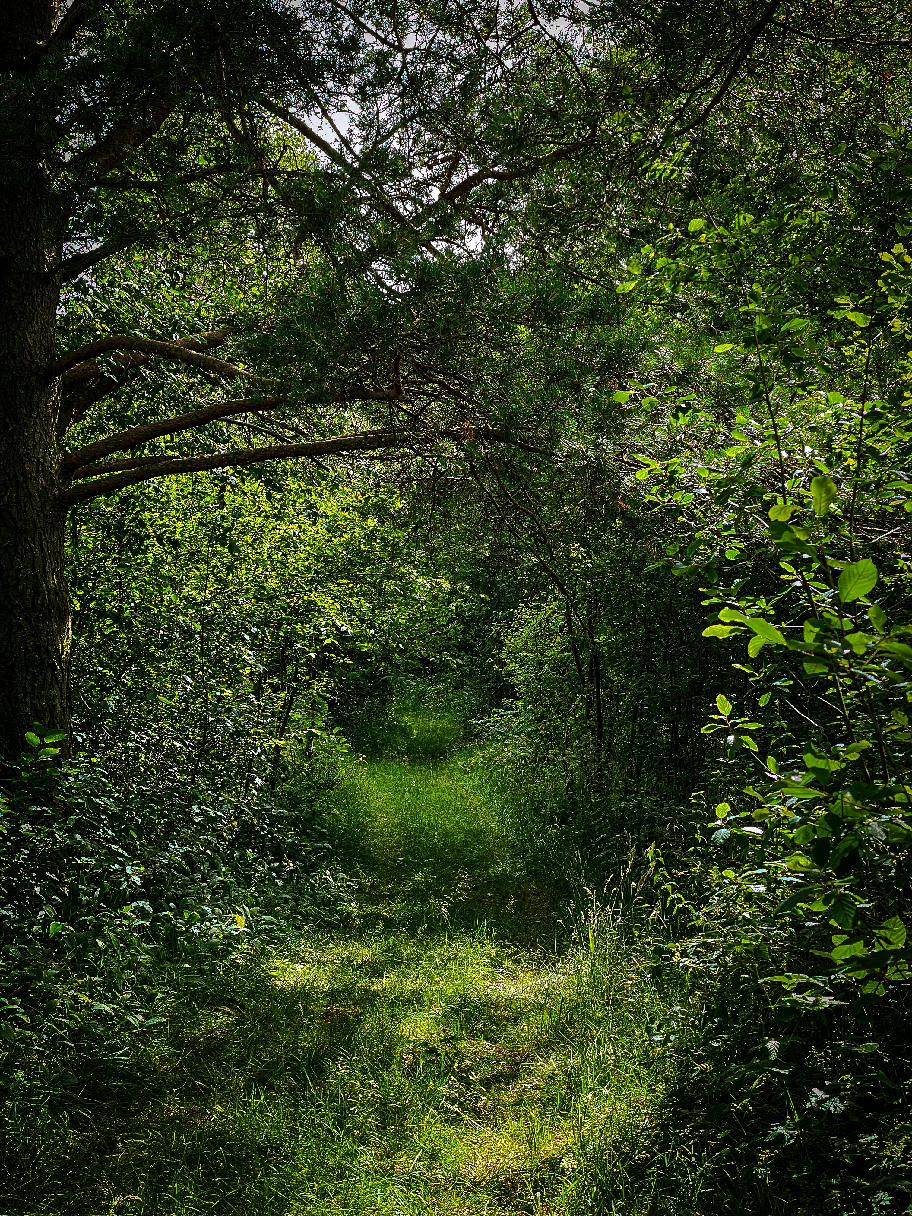 Green Grass and Green Trees · Free Stock Photo