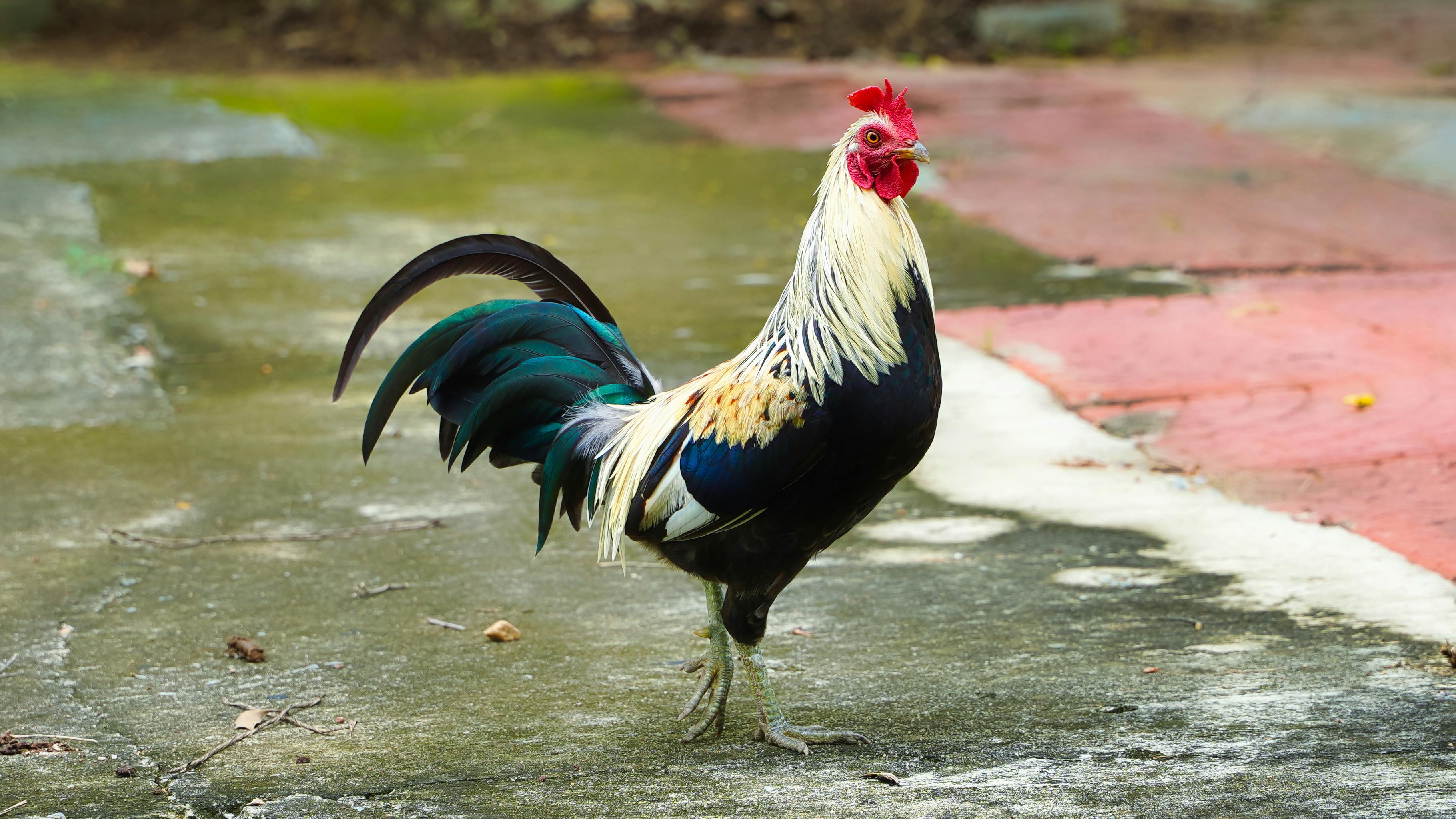 Red Rooster in Close Up Shot · Free Stock Photo