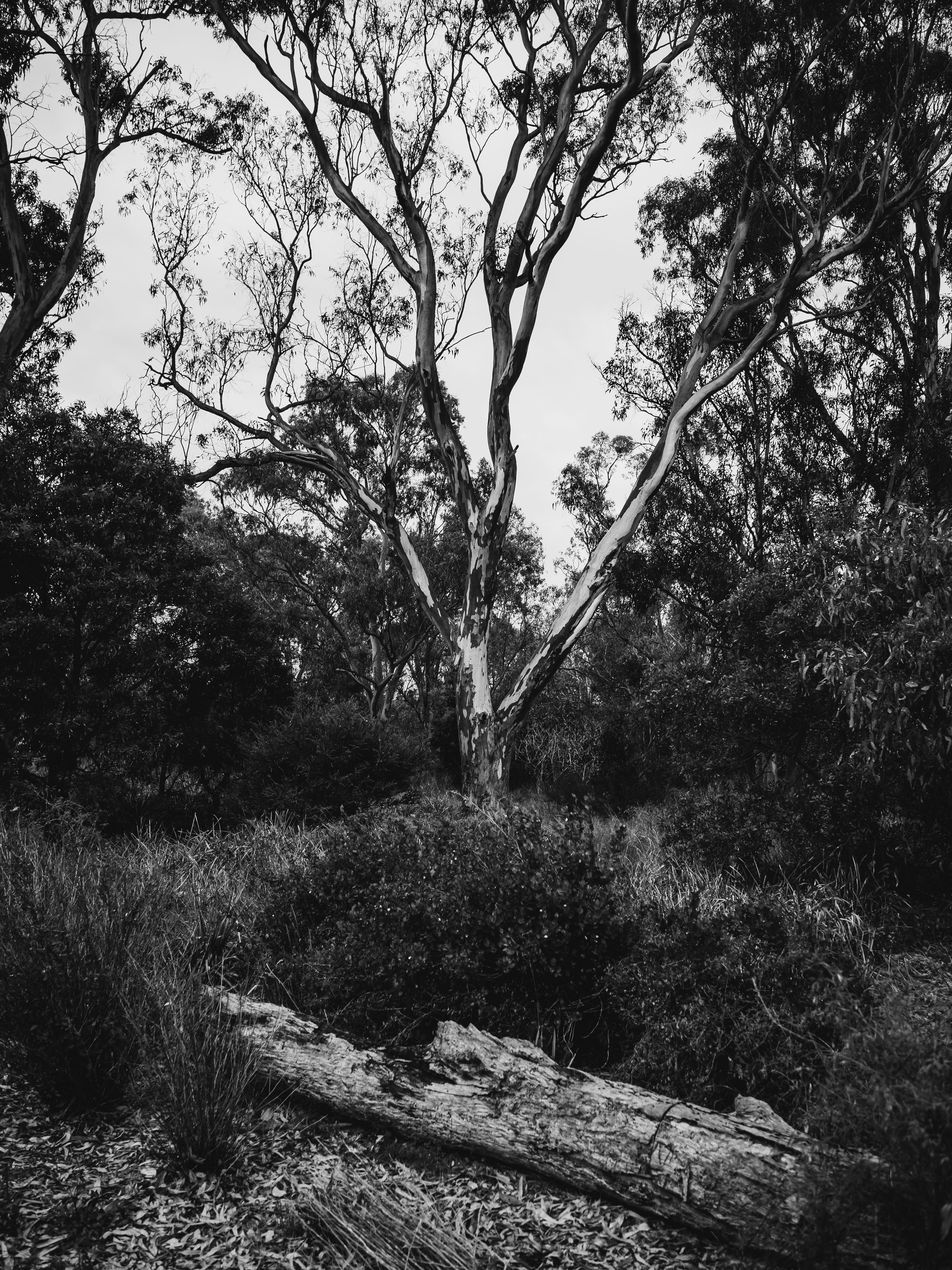 Black and White Photo of Decaying Log under Tree in Forest · Free Stock ...