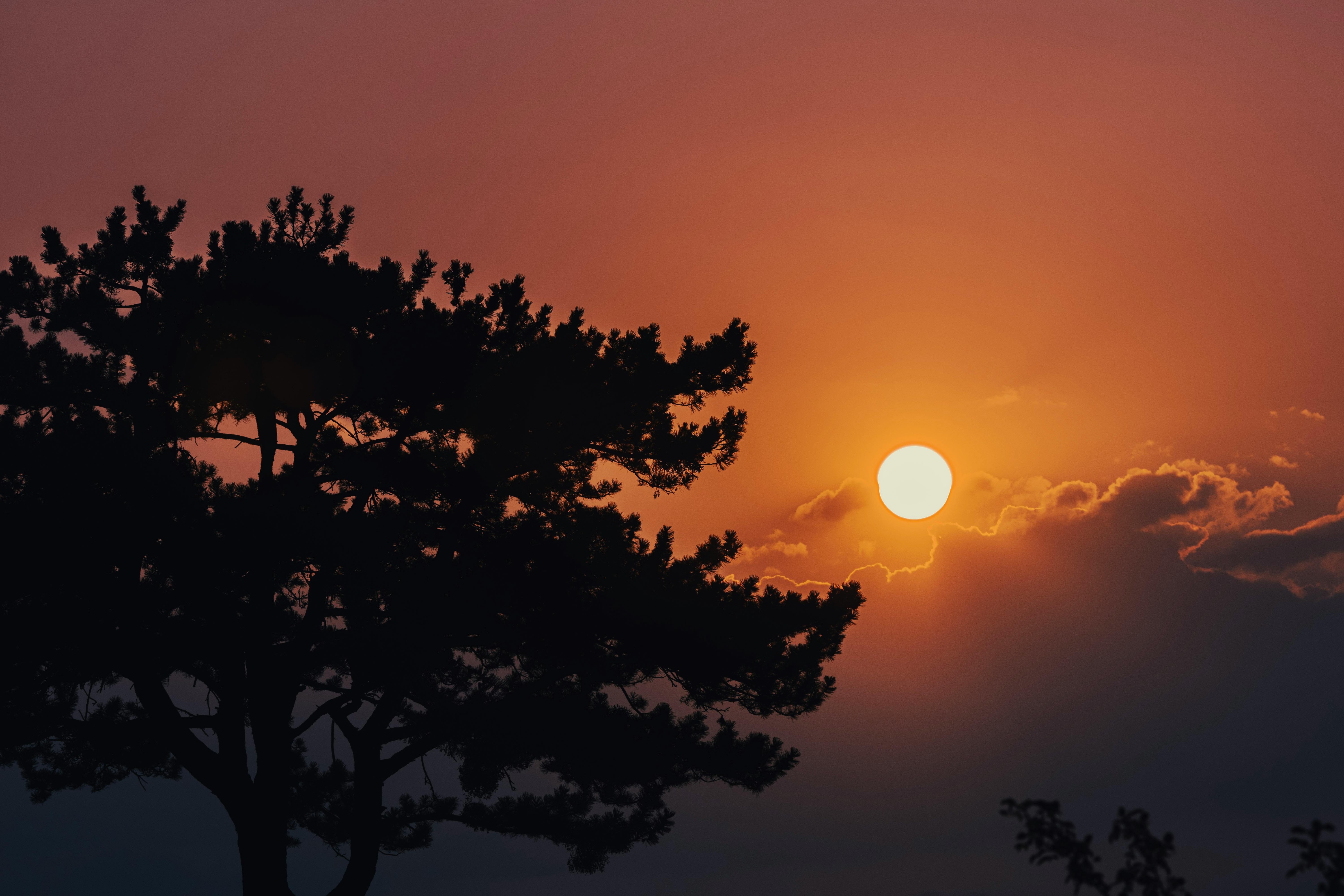 Silhouette of Tree During Sunset · Free Stock Photo