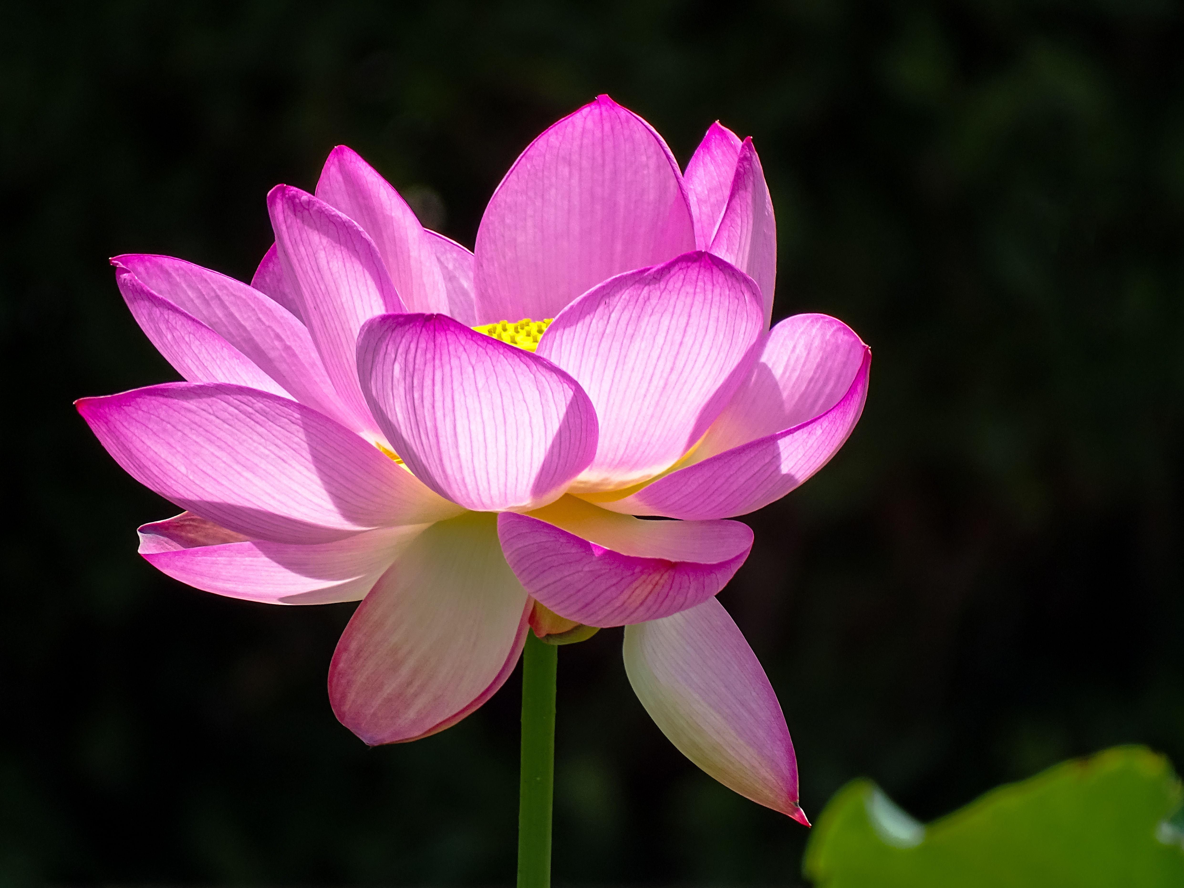 Close-Up Shot of Lotus Flower · Free Stock Photo