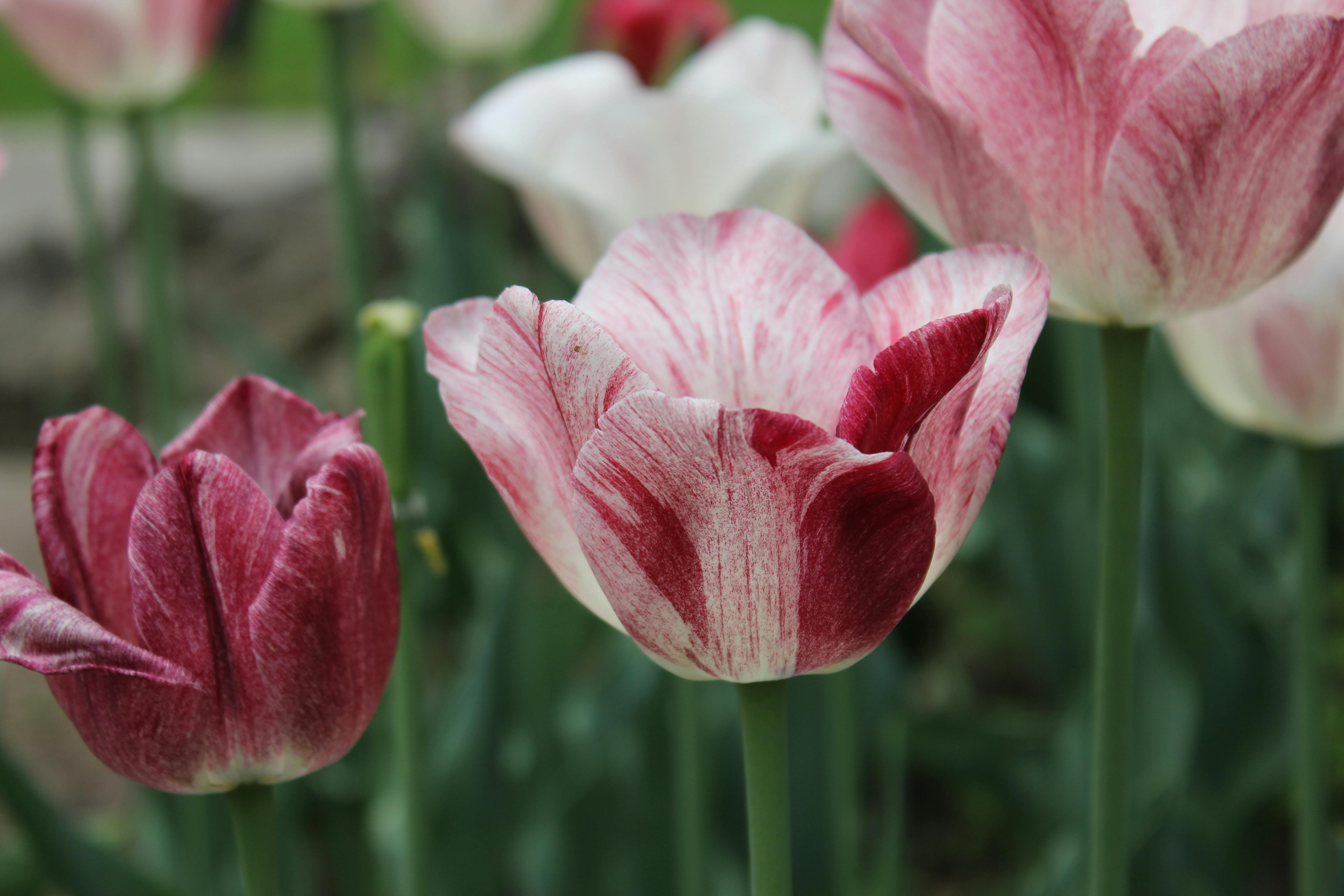 Close-Up Shot of Tulips in Bloom · Free Stock Photo