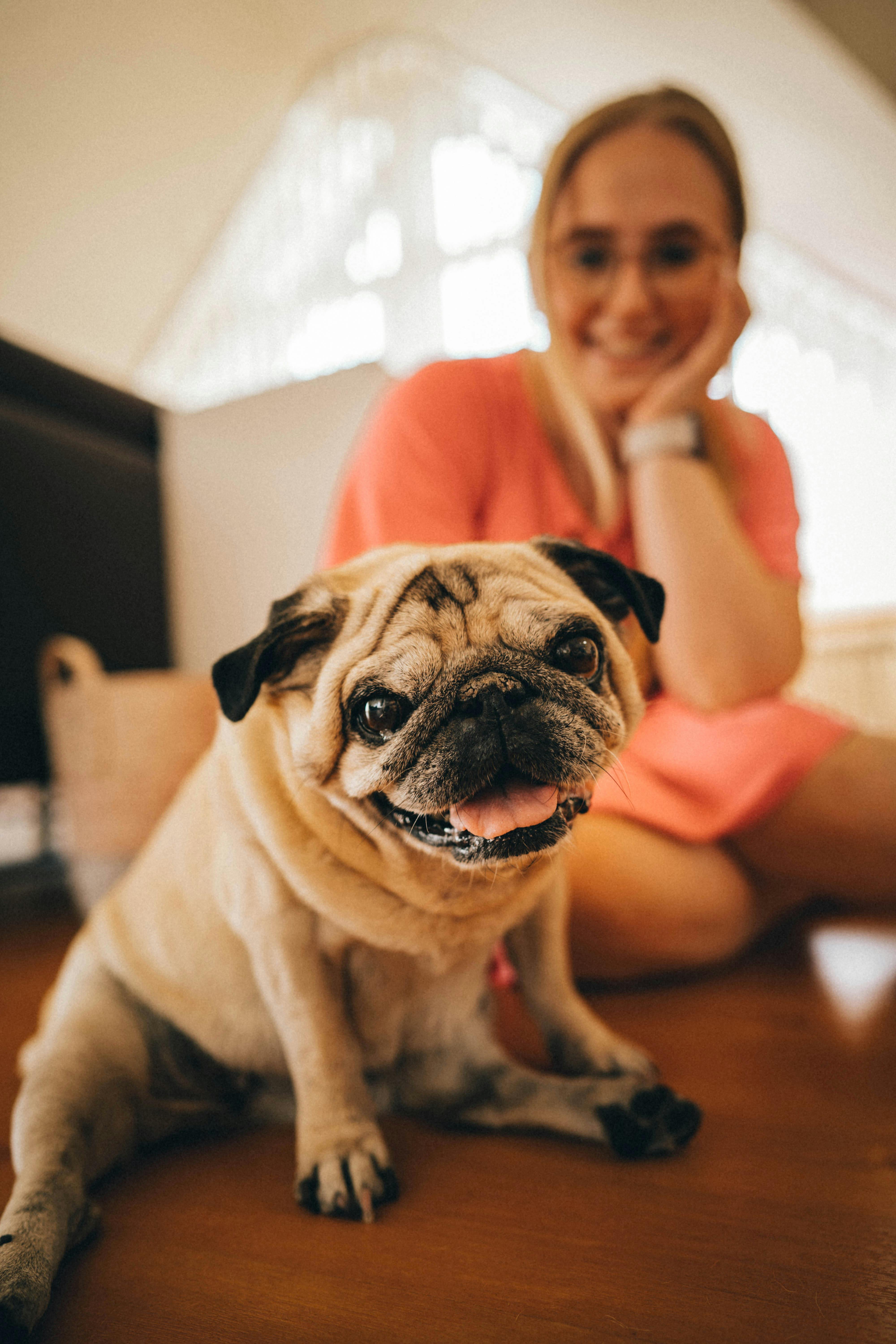 Close-Up Shot of a Pug · Free Stock Photo