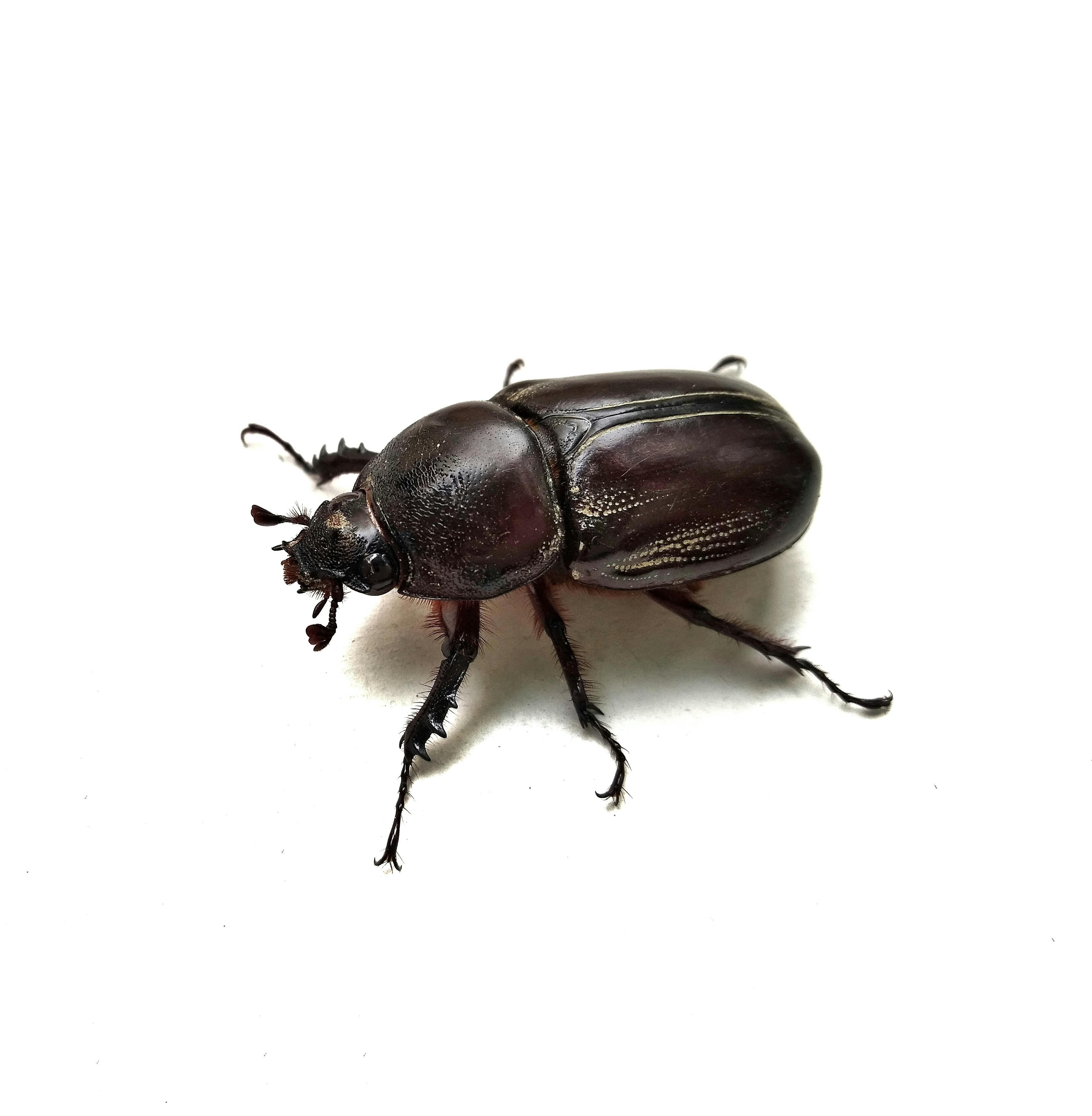 Andres Rivas - 사진